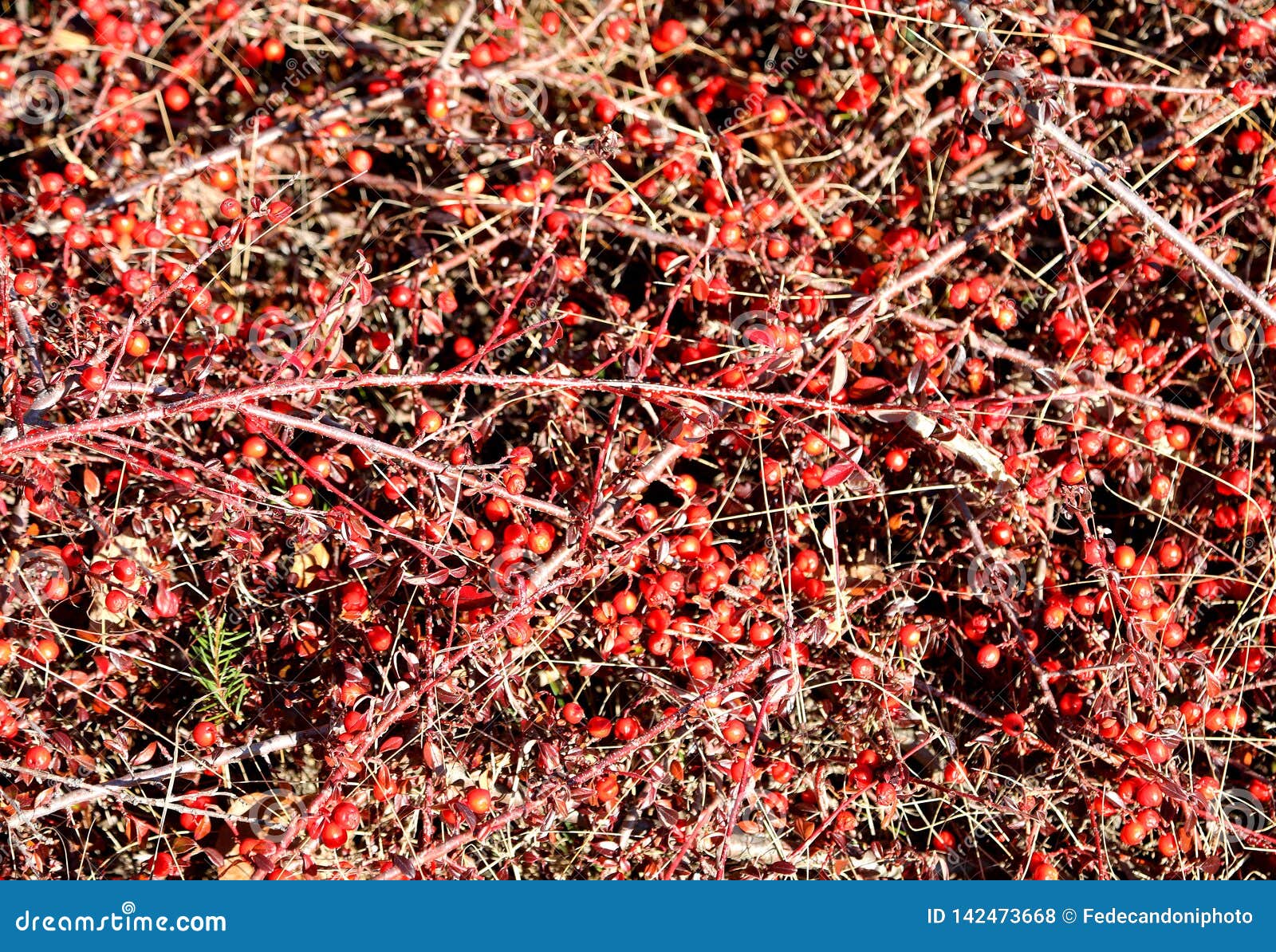 Background of Many Red Berries Stock Photo - Image of bush, background ...