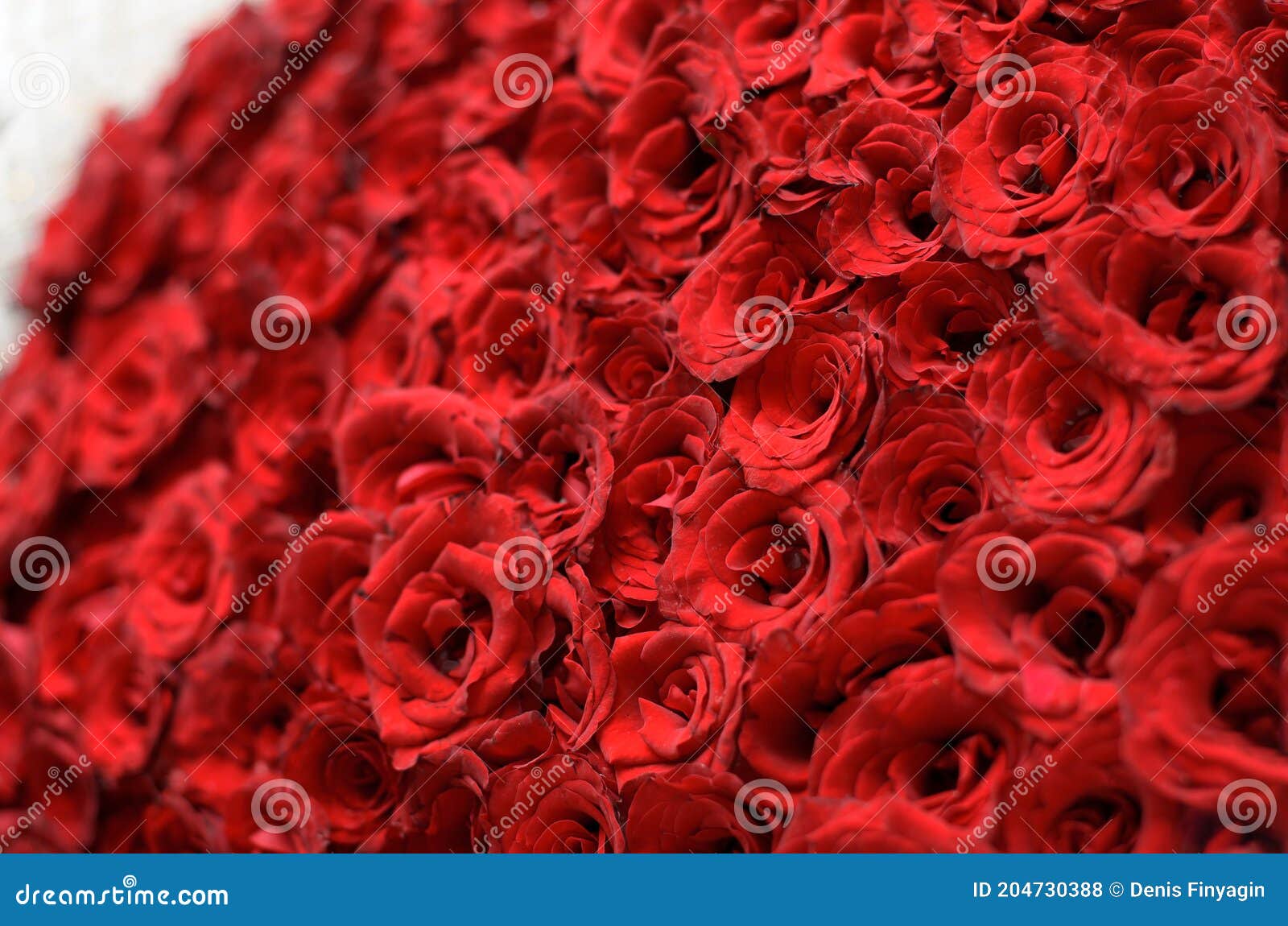 Background of Many Red Roses Stock Photo - Image of nature, bouquet ...