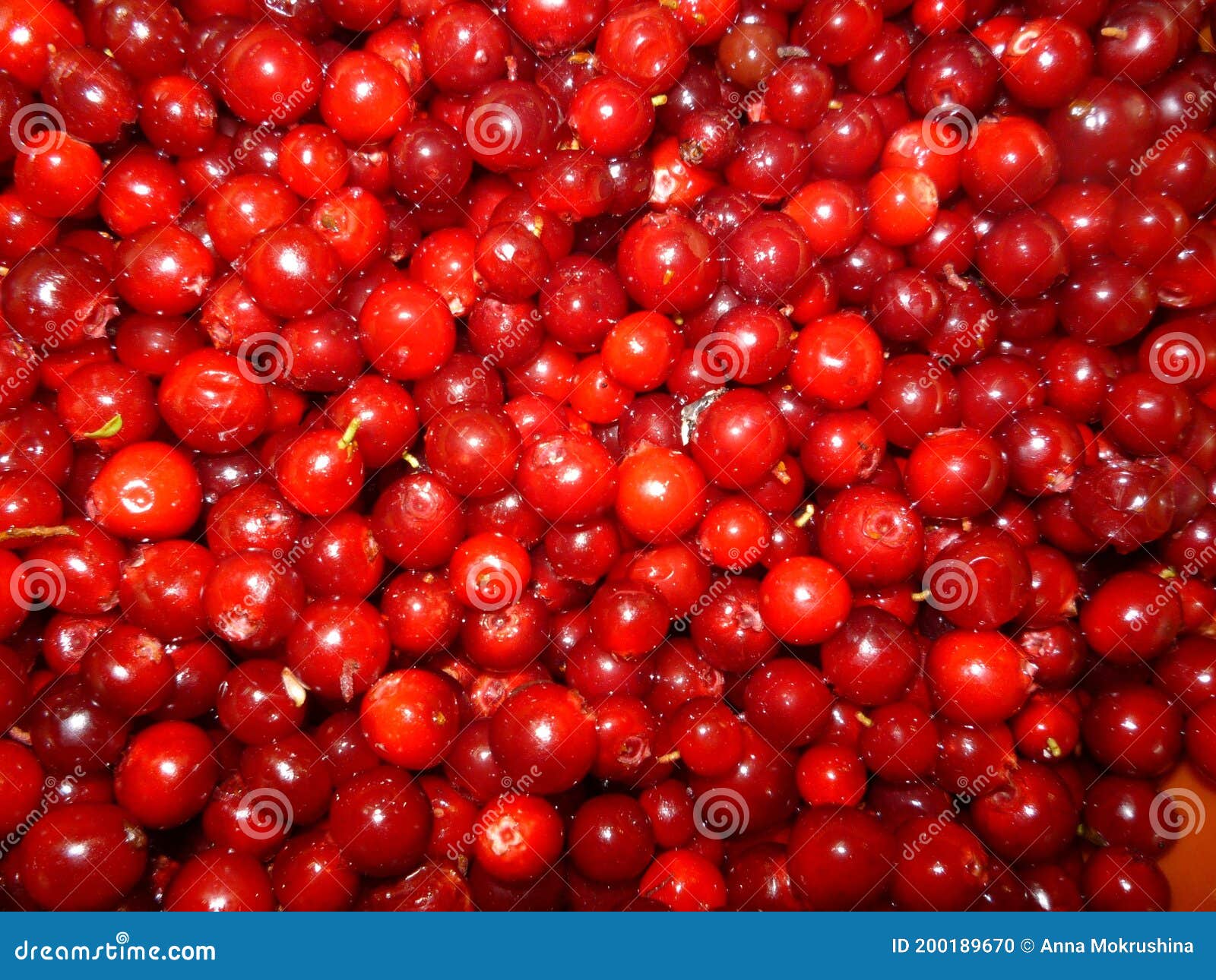 Background of Many Red Small Berries Stock Photo - Image of small, ripe ...