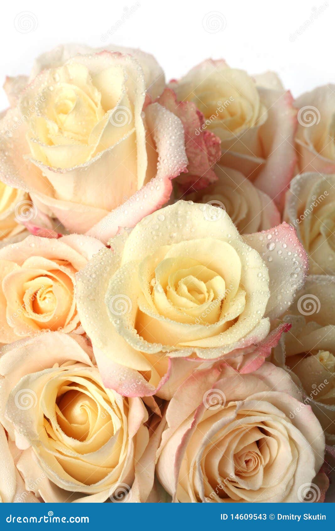 Background of the Many Roses Stock Image - Image of color, celebration ...
