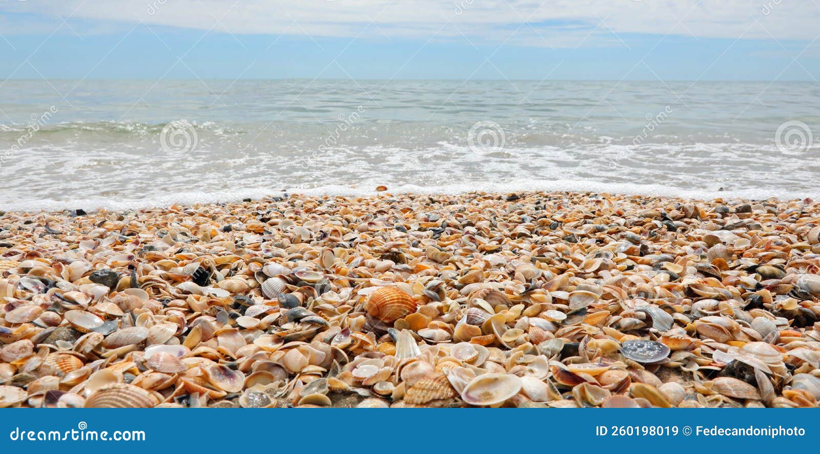 Many Shells and the Sea in the Background from Low Ground Stock Image ...