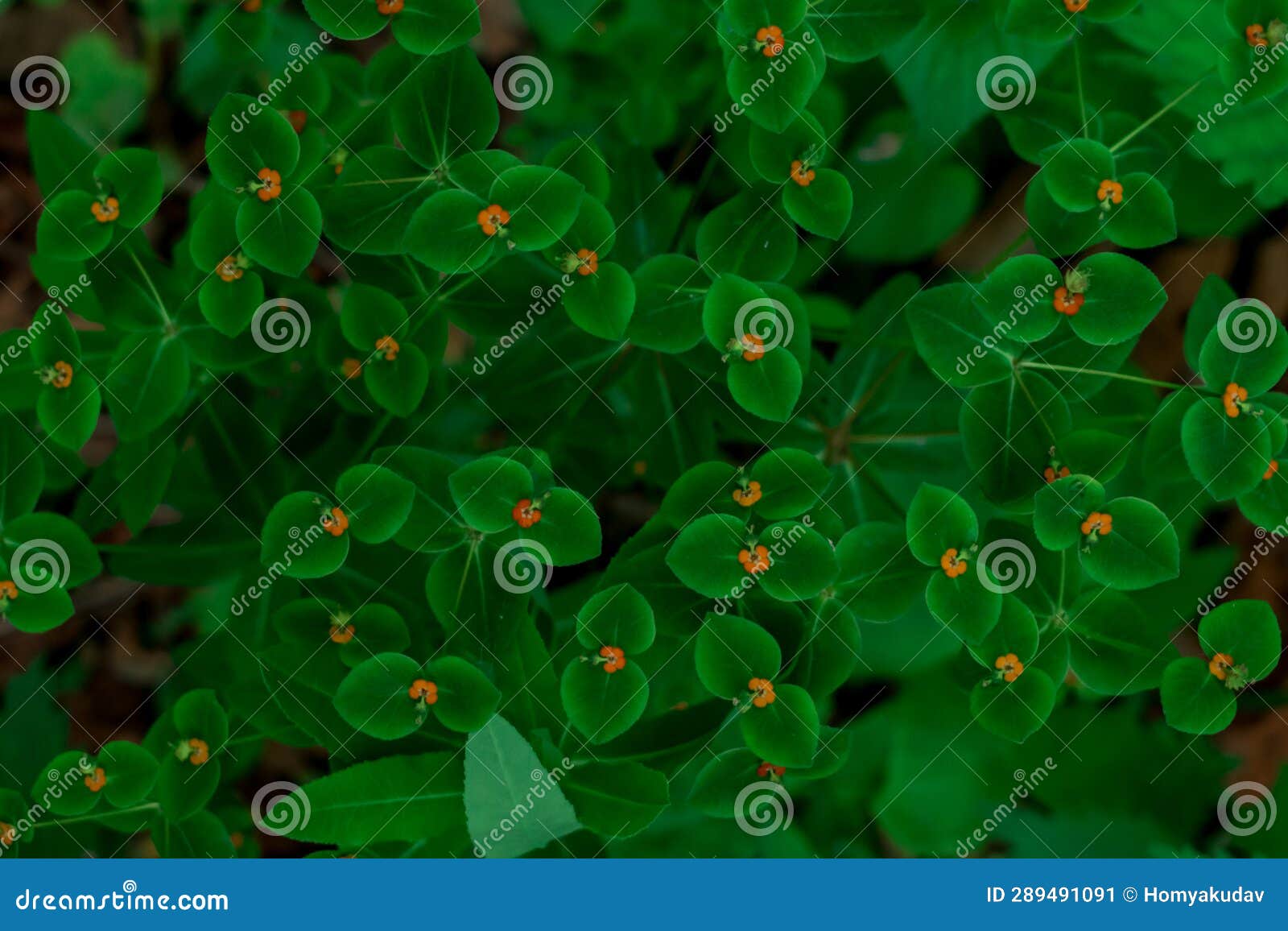 Background. Many Small Flowers with Small Leaves Stock Image - Image of ...