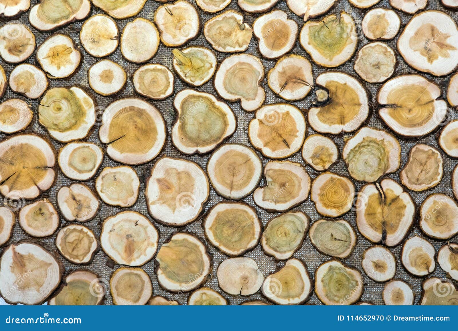 Tree cross sections stock photo. Image of life, closeup - 114652970