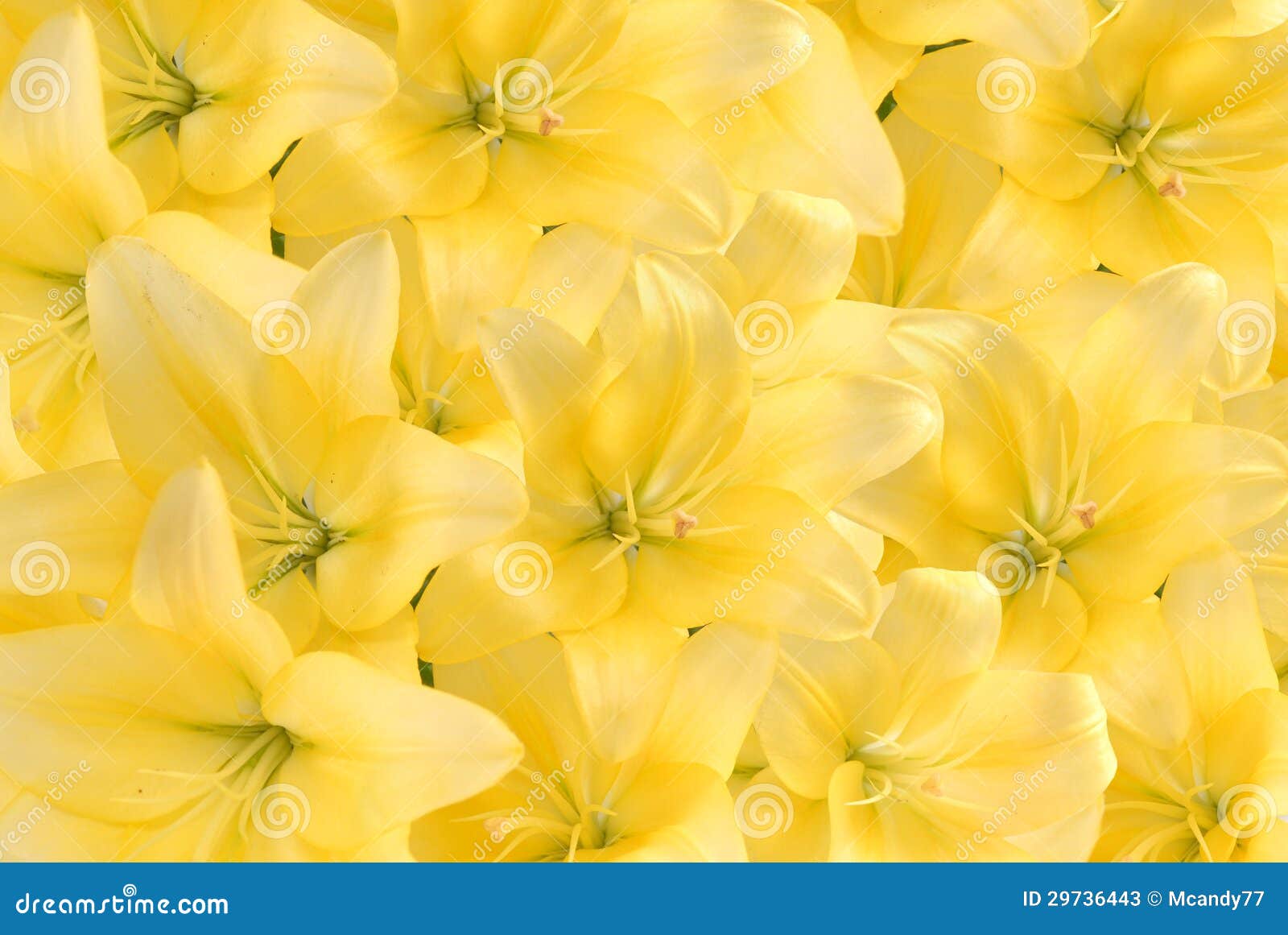 Background from Yellow Lilies Stock Image - Image of summer, plant ...