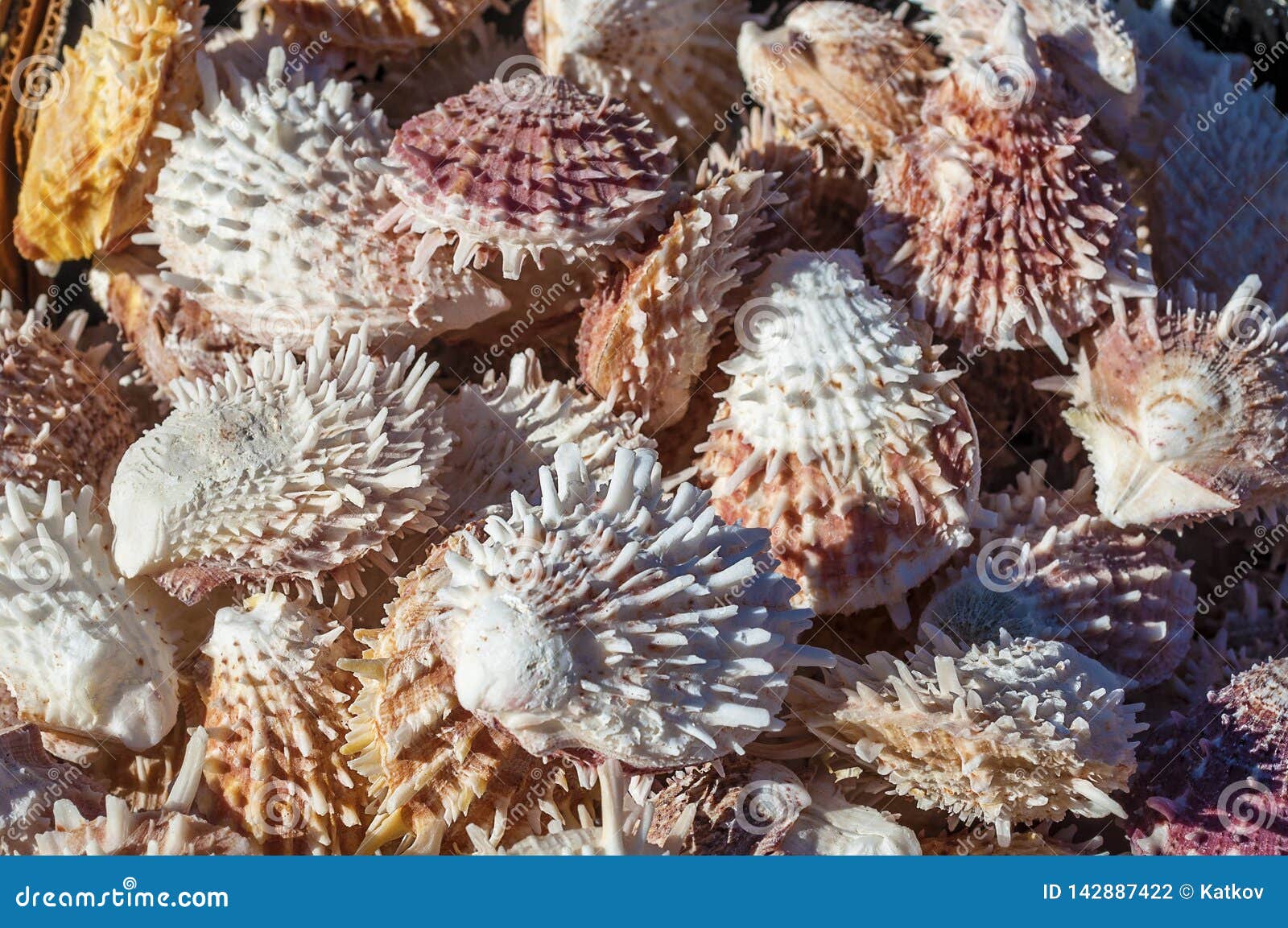 Background of Marine Mediterranean Seashells Stock Photo - Image of ...