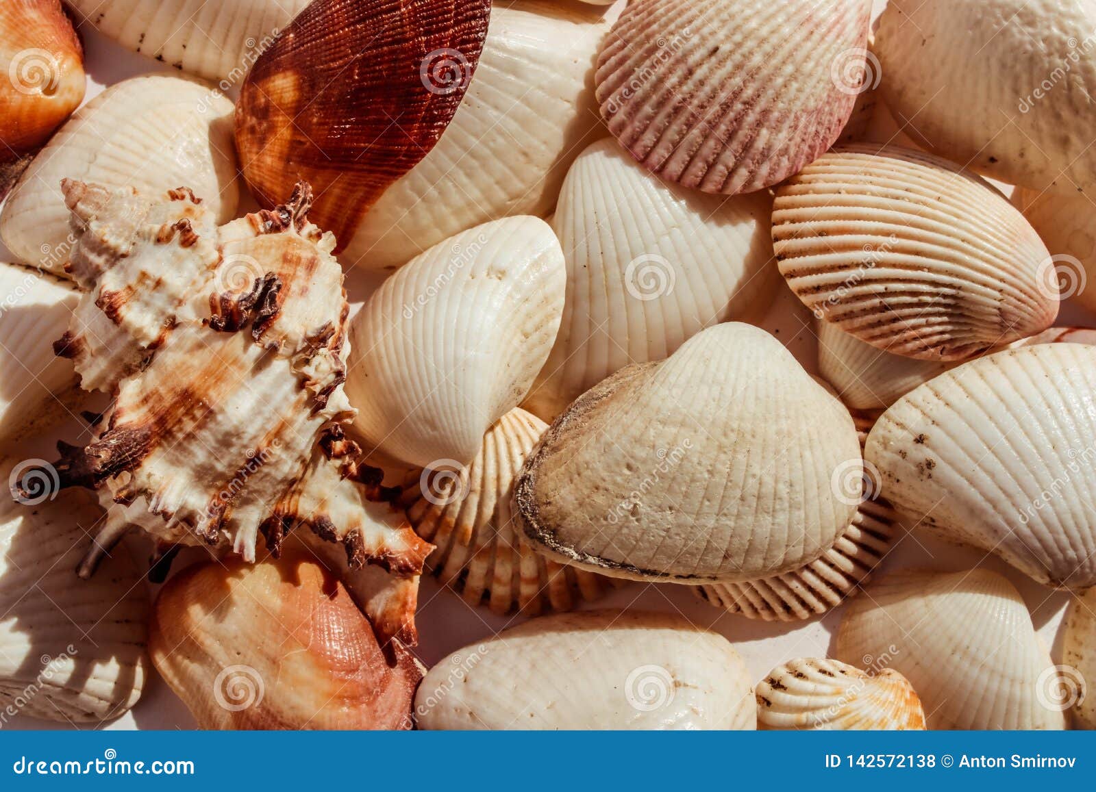 Background of Marine Mediterranean Seashells Stock Photo - Image of ...
