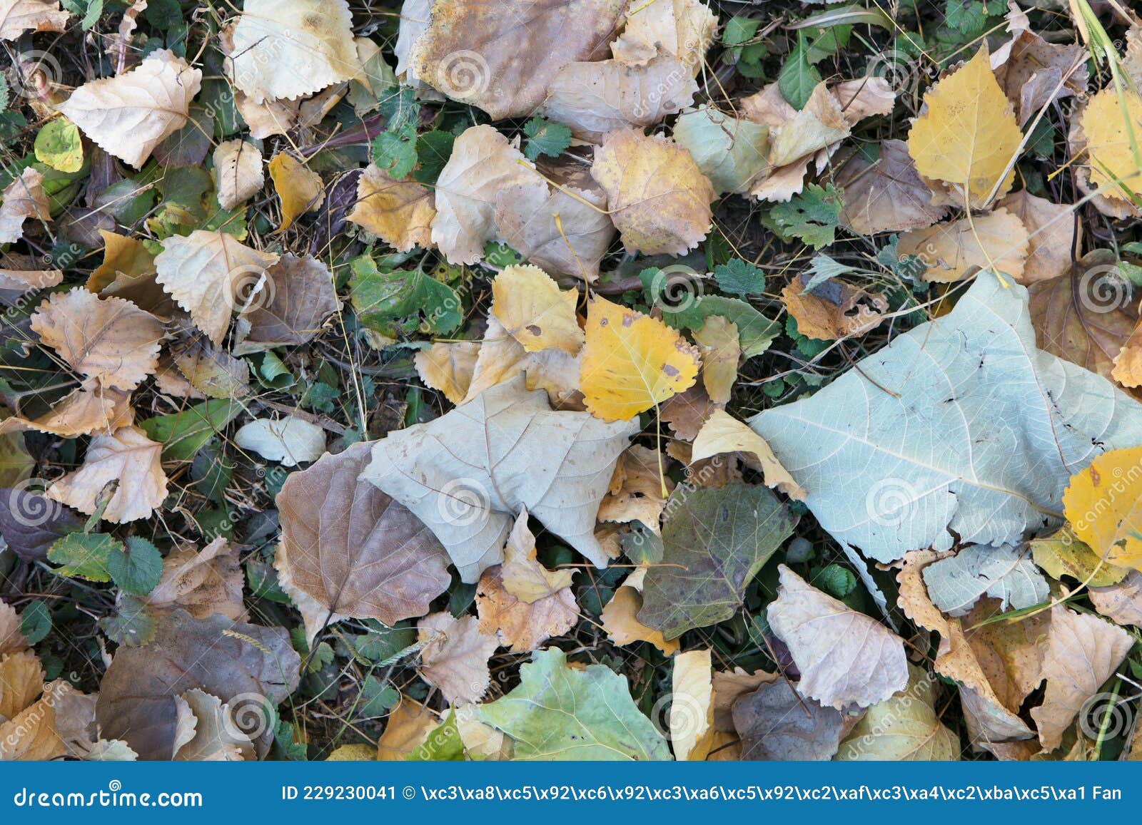 Background Material Covered with Fallen Leaves Stock Image - Image of ...