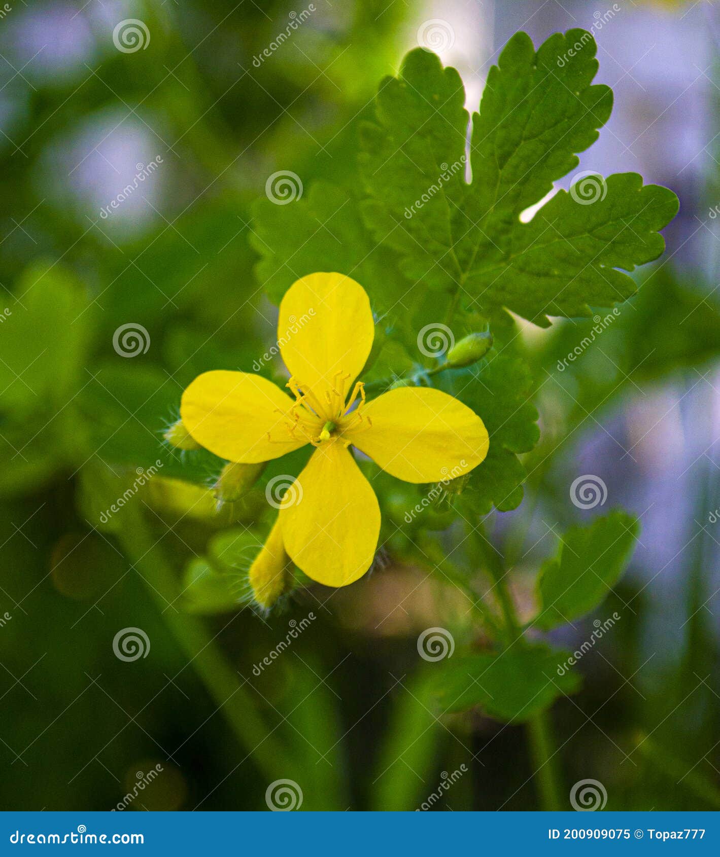 Background of Medicinal Plants Celandine Stock Image - Image of flower ...