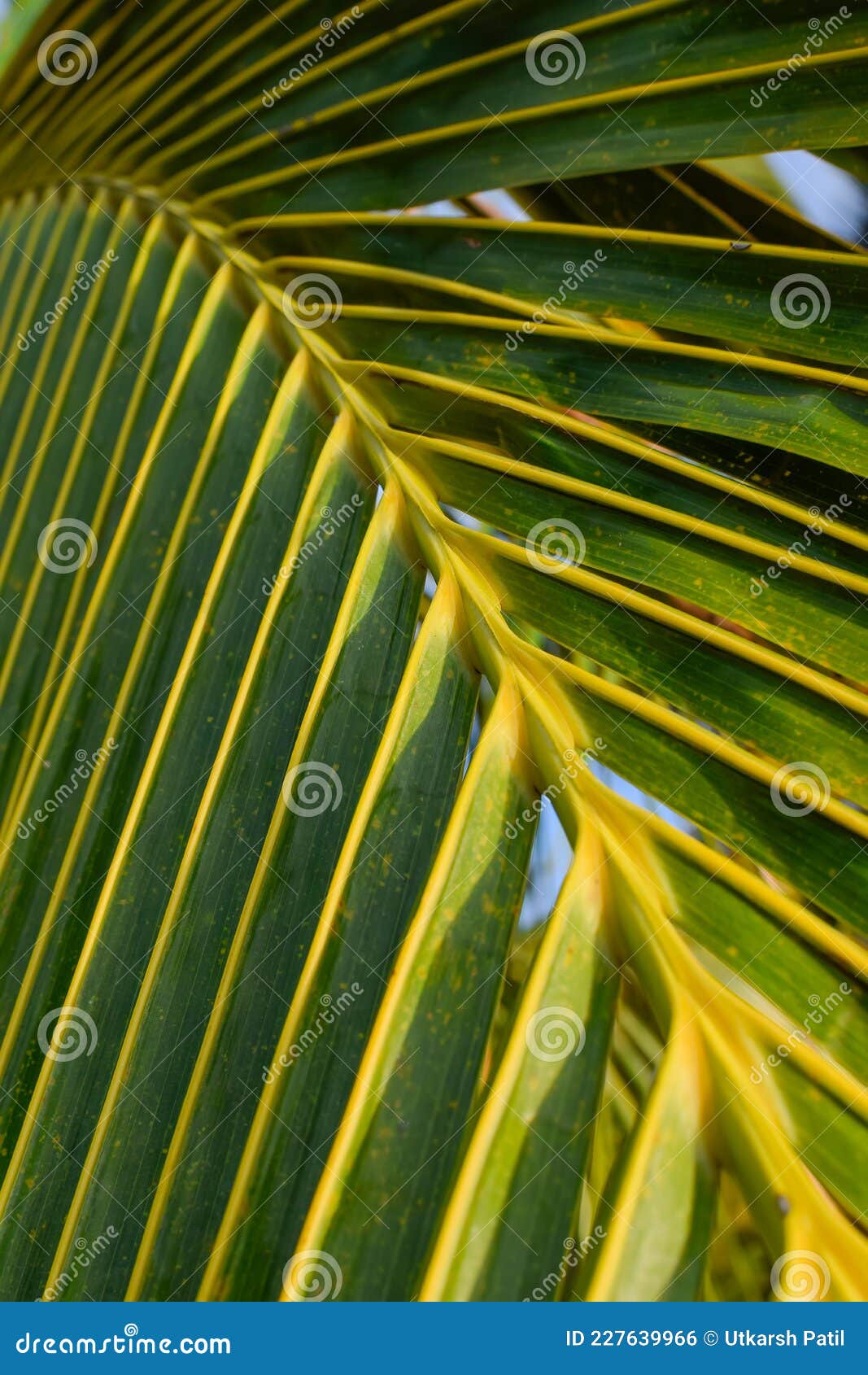 Midrib Patterns Stock Photos - Free & Royalty-Free Stock Photos from ...