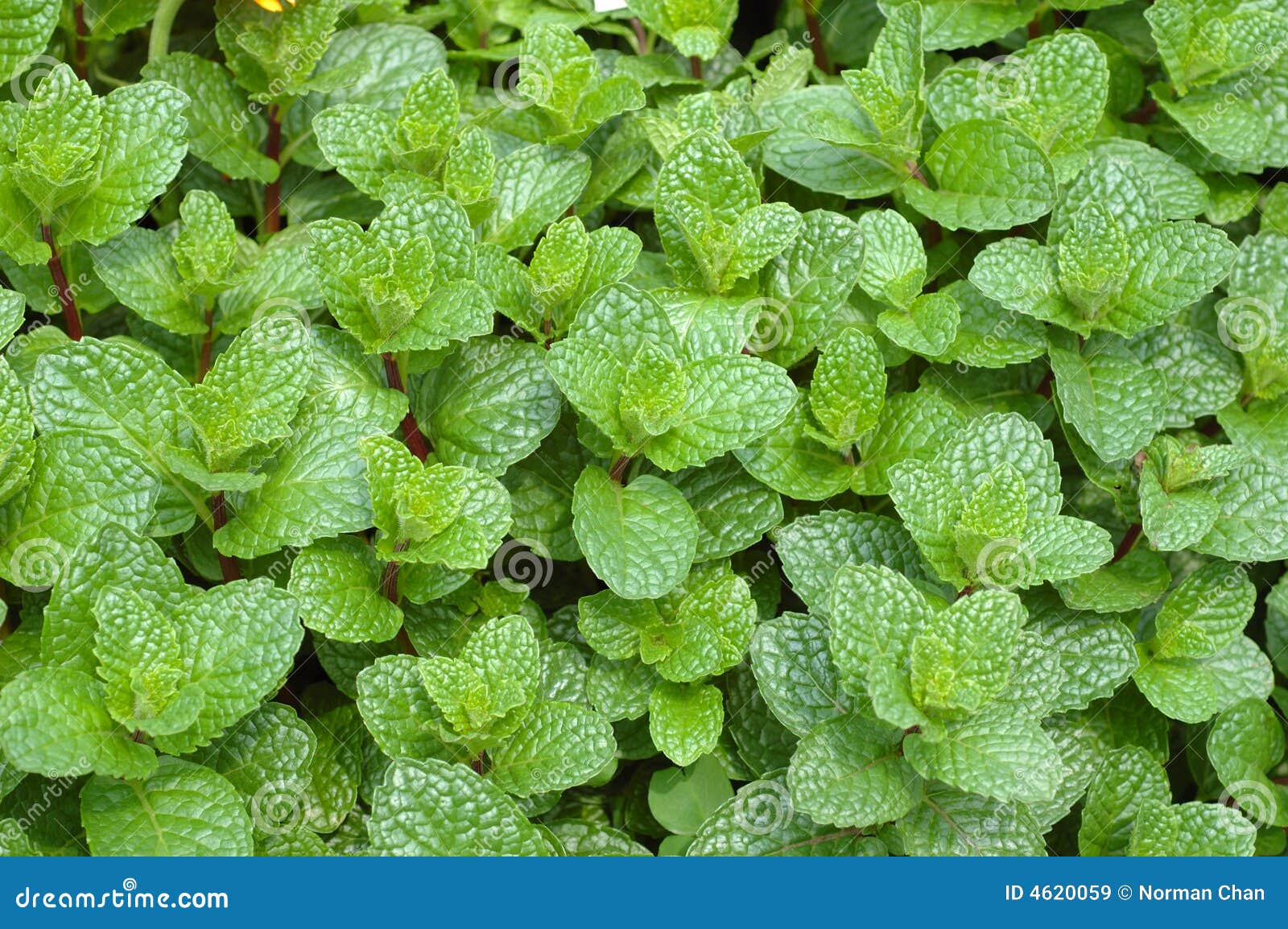 Background of mint stock image. Image of mint, food, green - 4620059