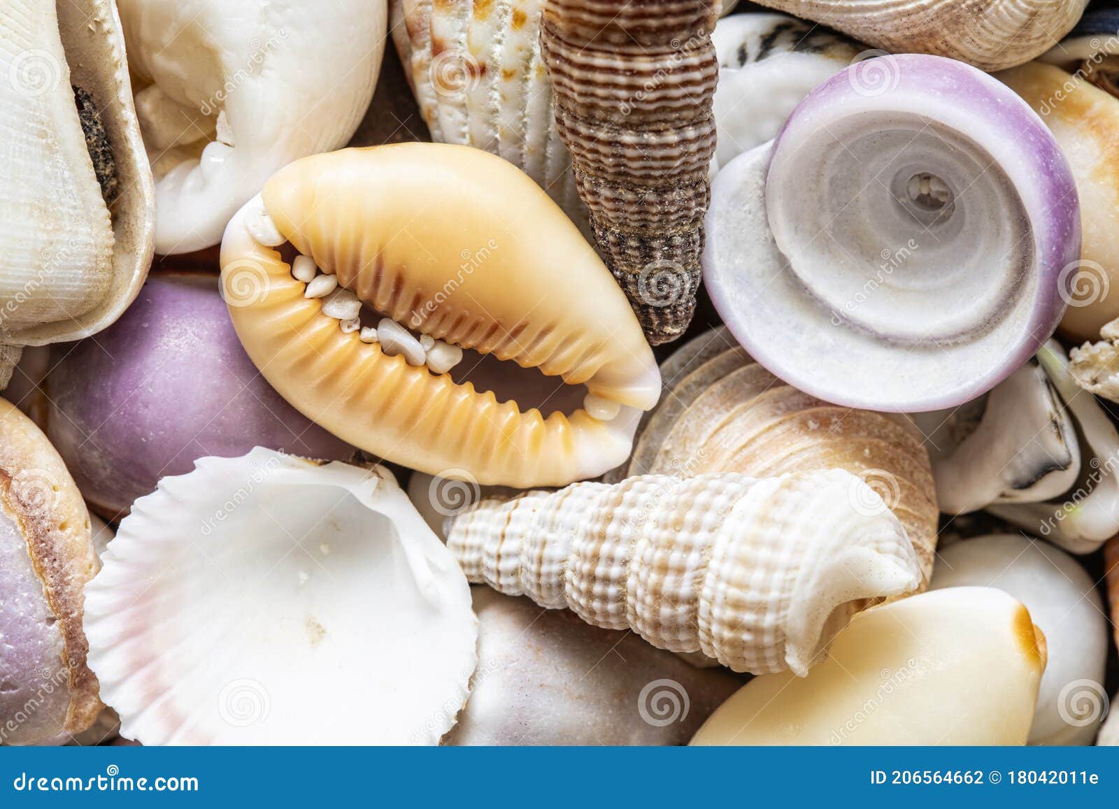Background of Mix Seashells, Close Up, Top View Stock Photo - Image of ...