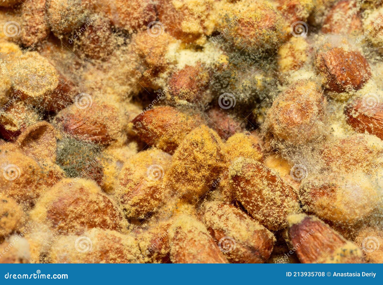 Plant Spores Under The Microscope Royalty-Free Stock Image ...