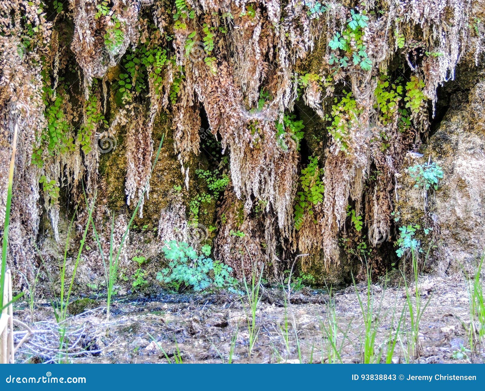 Background of Moss Growing on Wall Dripping Water Stock Image - Image ...
