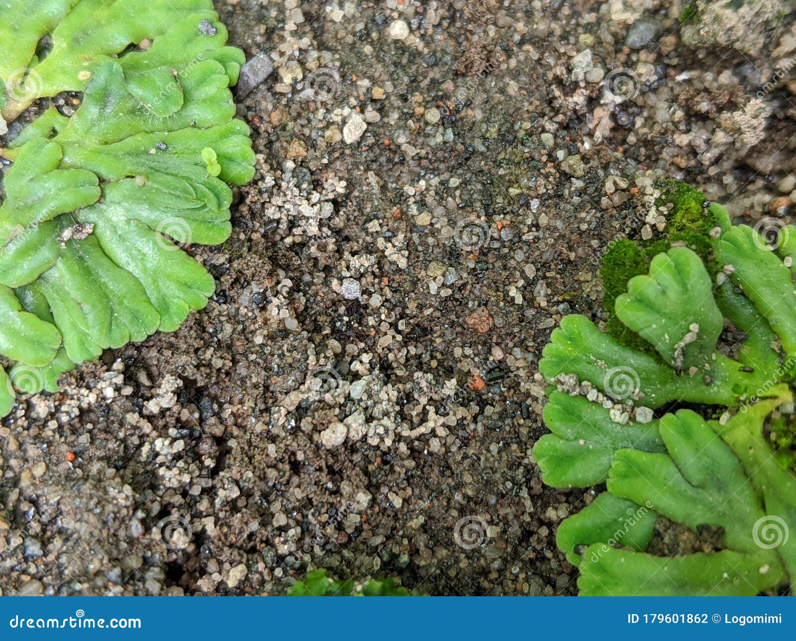 Background of Moss Plants on the Ground, Top View Stock Photo - Image ...