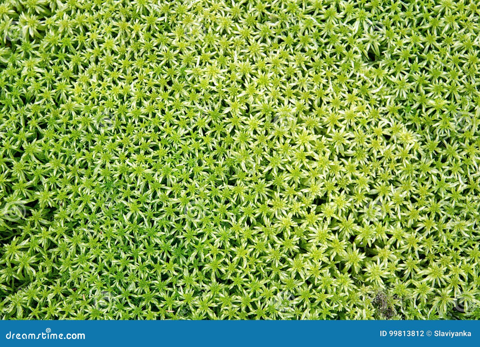 Background of Moss Sphagnum Marsh Stock Photo - Image of plant ...