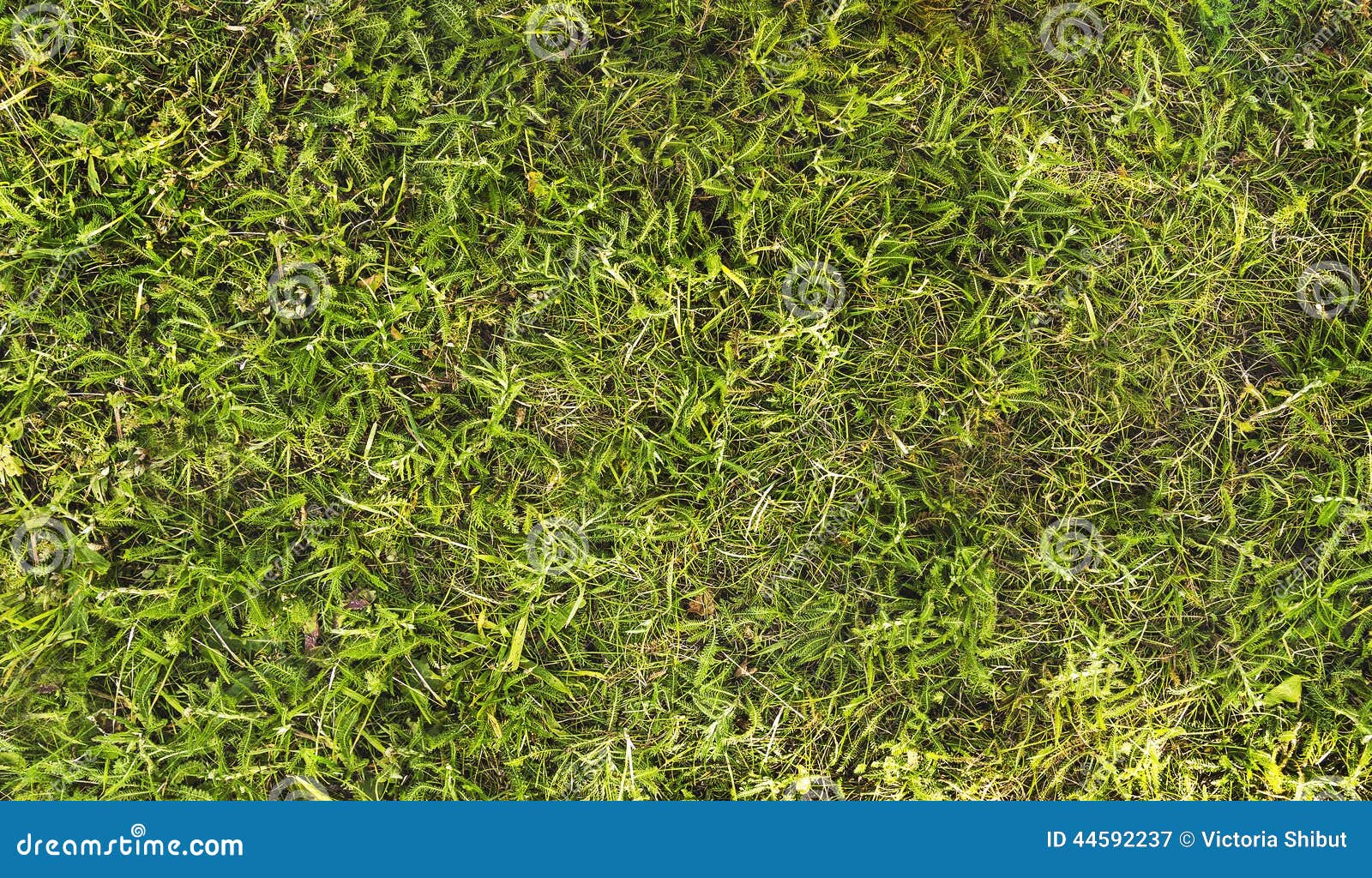 Background of Moss, Top View Stock Image - Image of fresh, copy: 44592237