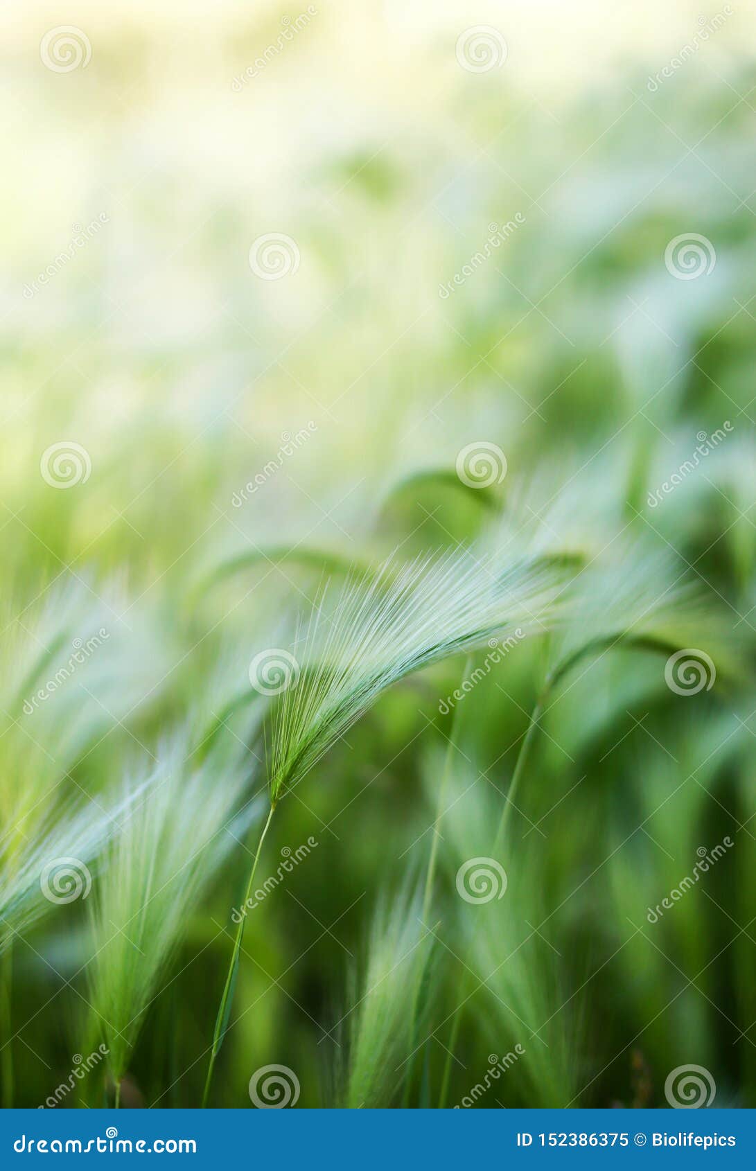 Background of Moving Grass, Abstract Stock Image - Image of color ...