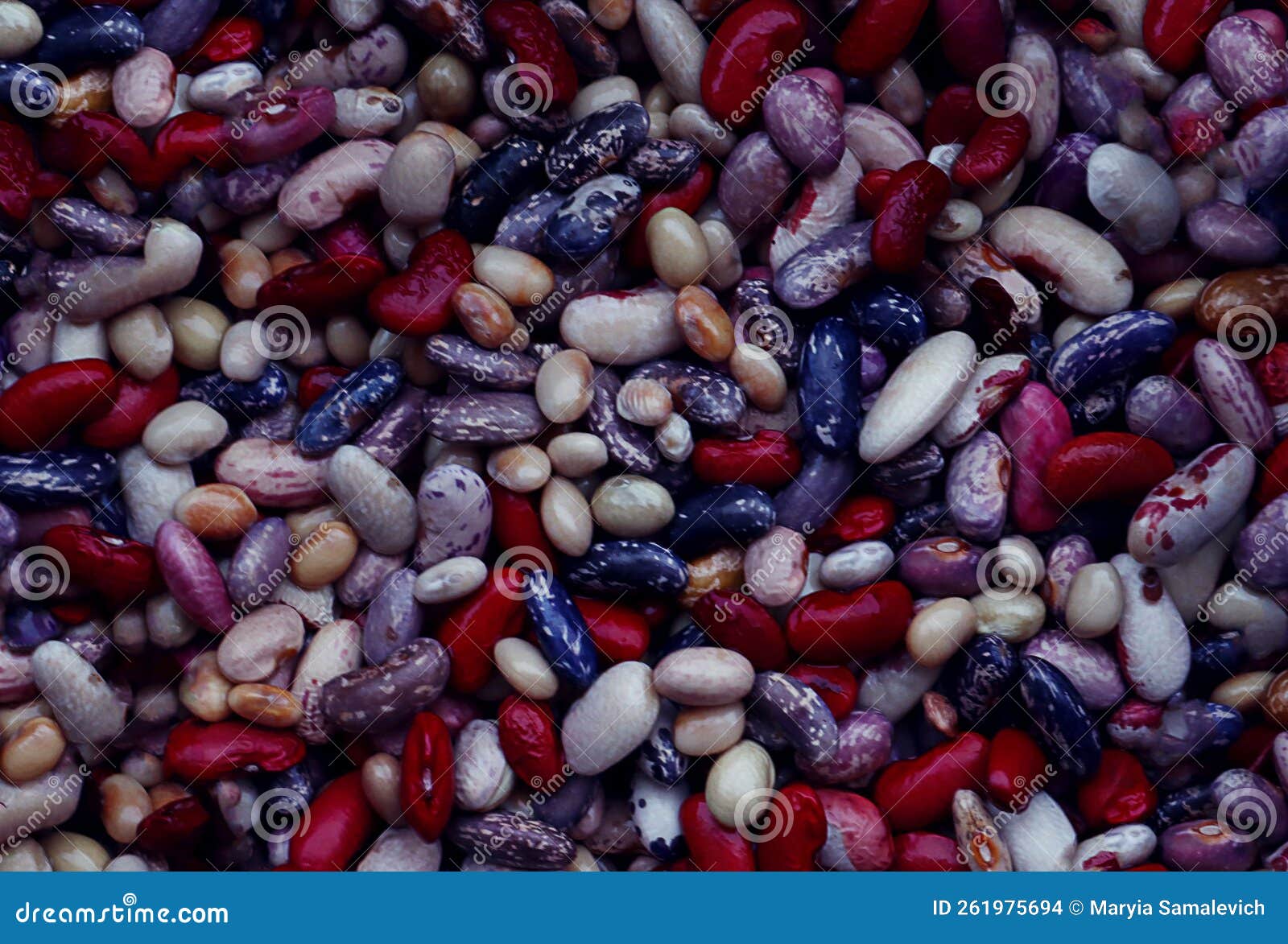 Background of Multi-colored Grains of Beans Close-up, Top View Stock ...