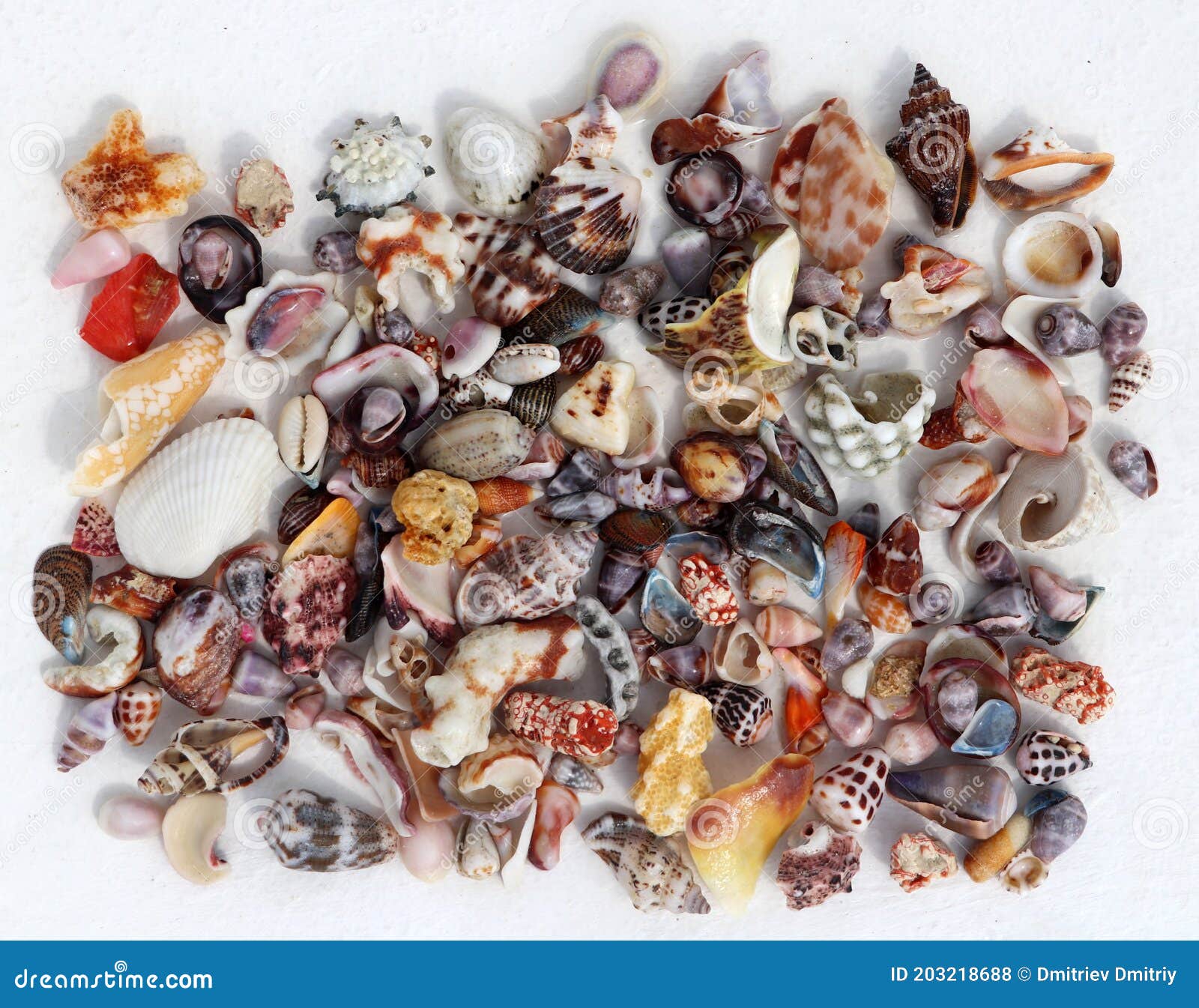 Background from Multi-colored Shells Mixed with Pieces of Coral. Stock ...