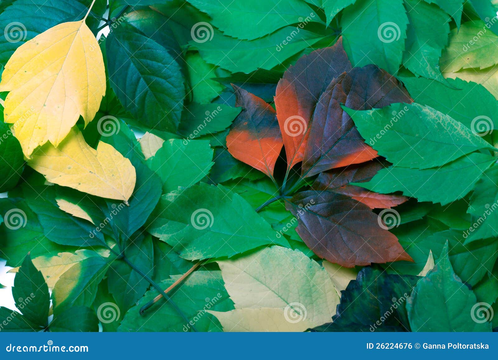 Background of Multicolor Leaves Stock Photo - Image of decor, group ...