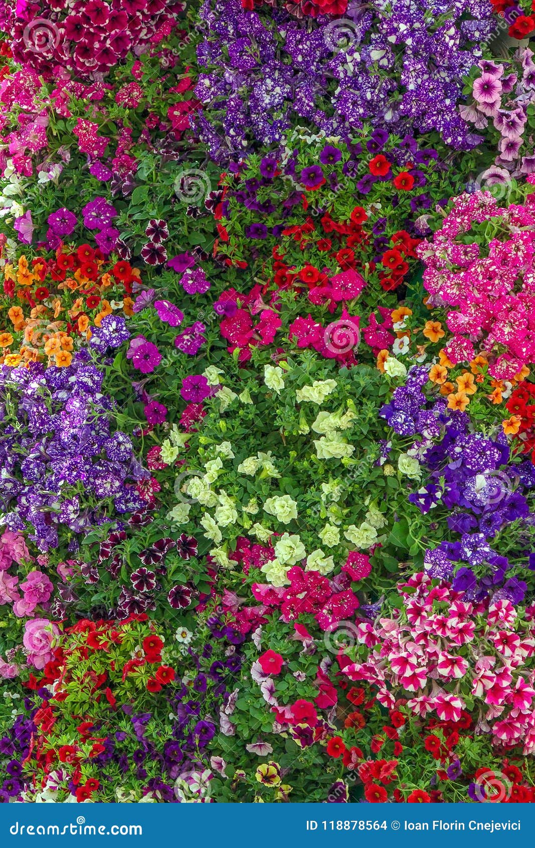Background of Multicolored Flowers Stock Photo - Image of bunch ...