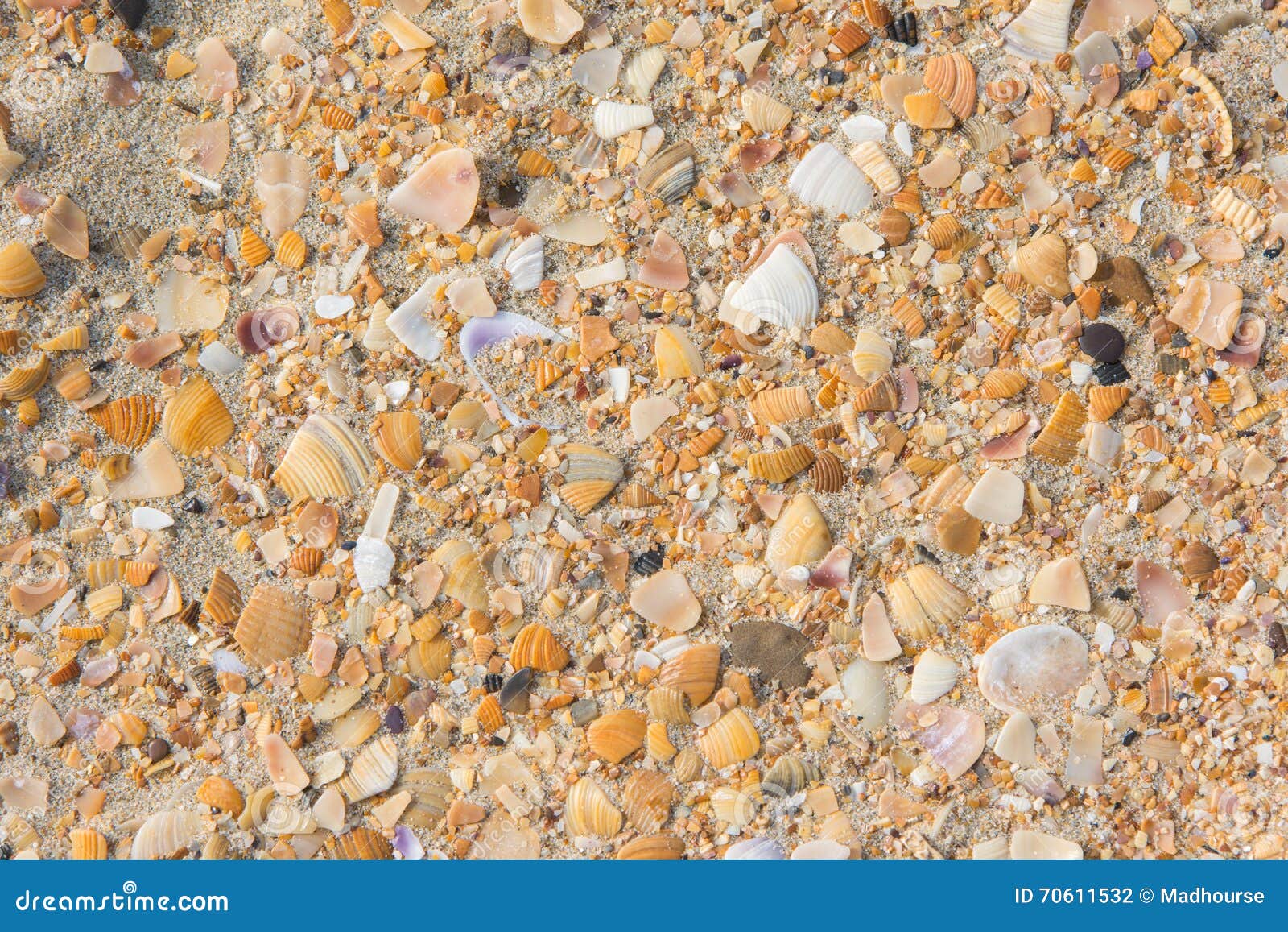 Background of Multicolored Small Seashells Lying on the Sand of Sea ...