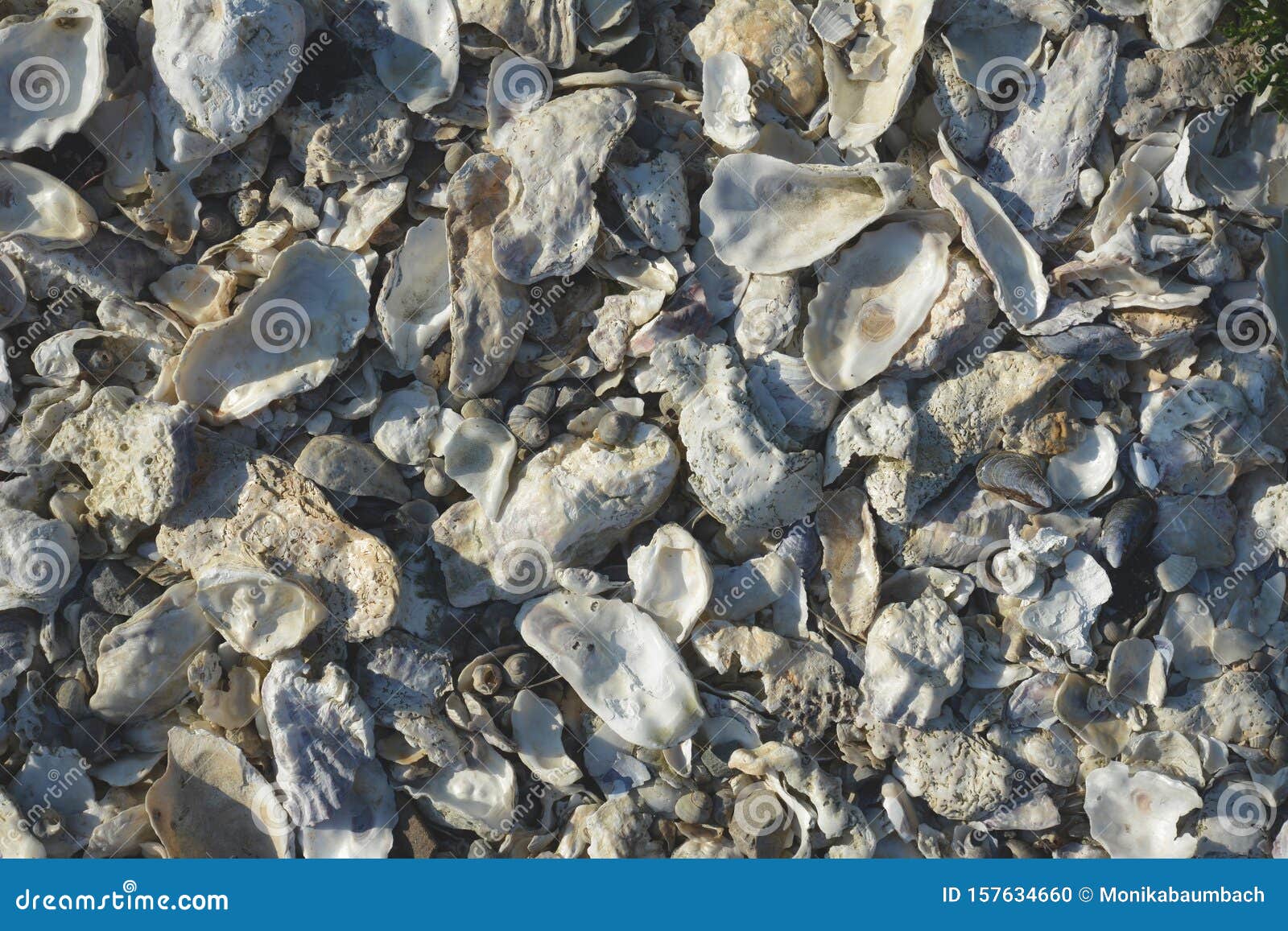 Background with Whole and Shattered Opened Empty Oyster Shells and ...