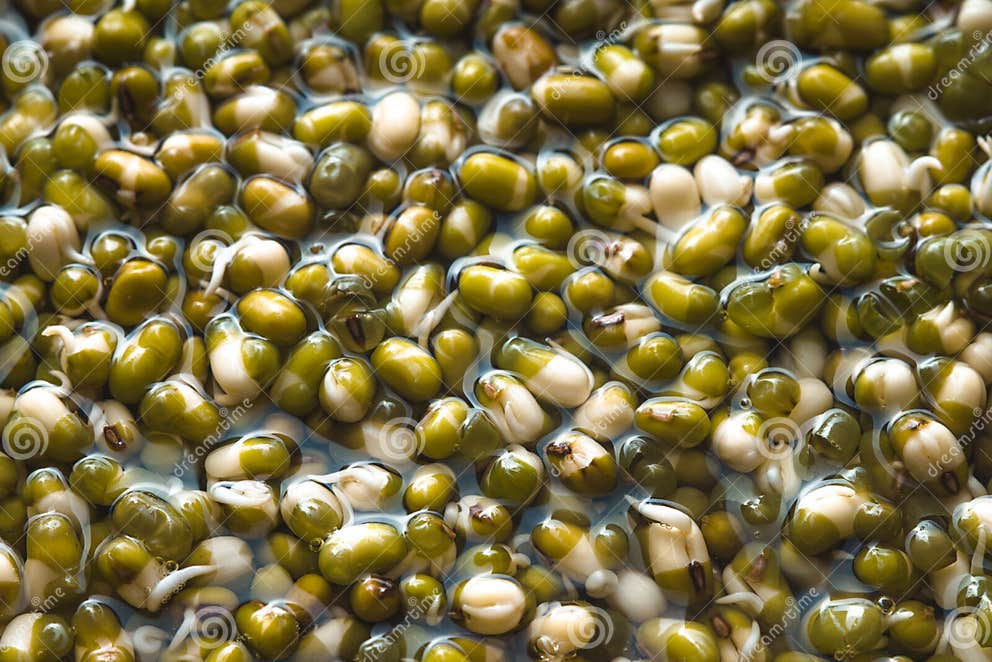 Background from Mung Beans Poured Water Stock Photo - Image of nature ...