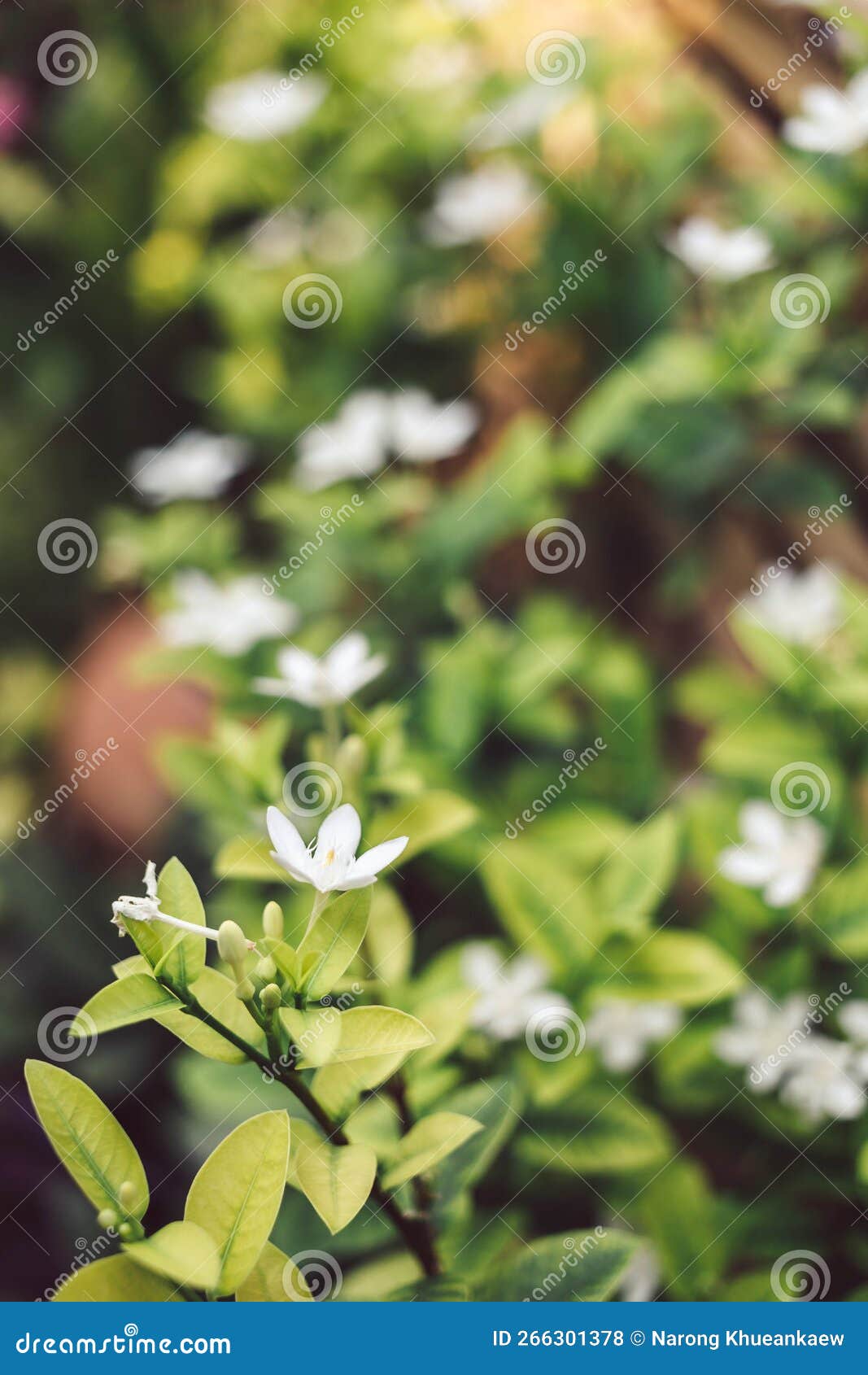 Background Murraya Paniculata Flower or White Flower Stock Photo ...
