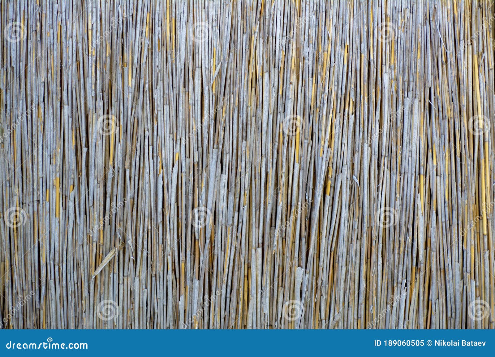 Texture of a Wall from a Thin Reed Stock Image - Image of design, reed ...