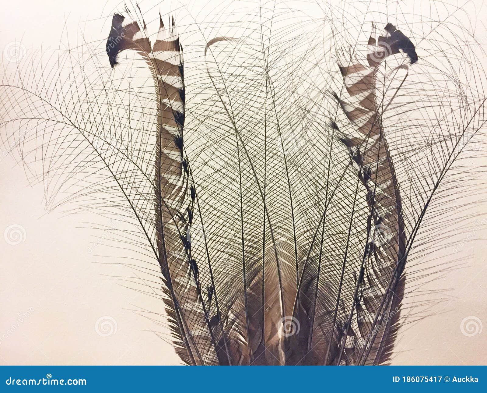 Background of Delicate Lyrebird Feathers Stock Image - Image of ...