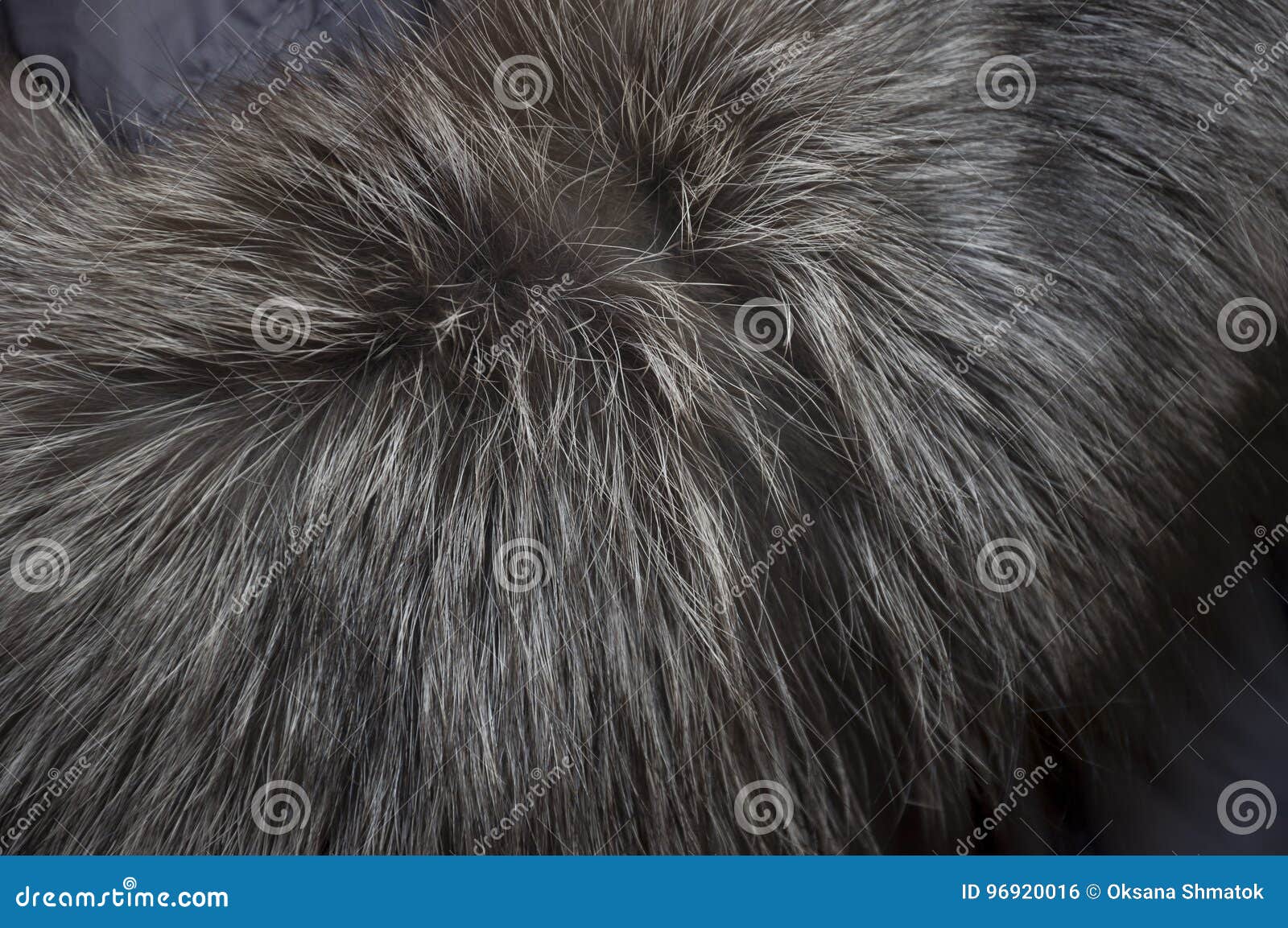 Background with Natural Long Grey Fur Stock Photo - Image of fashion ...