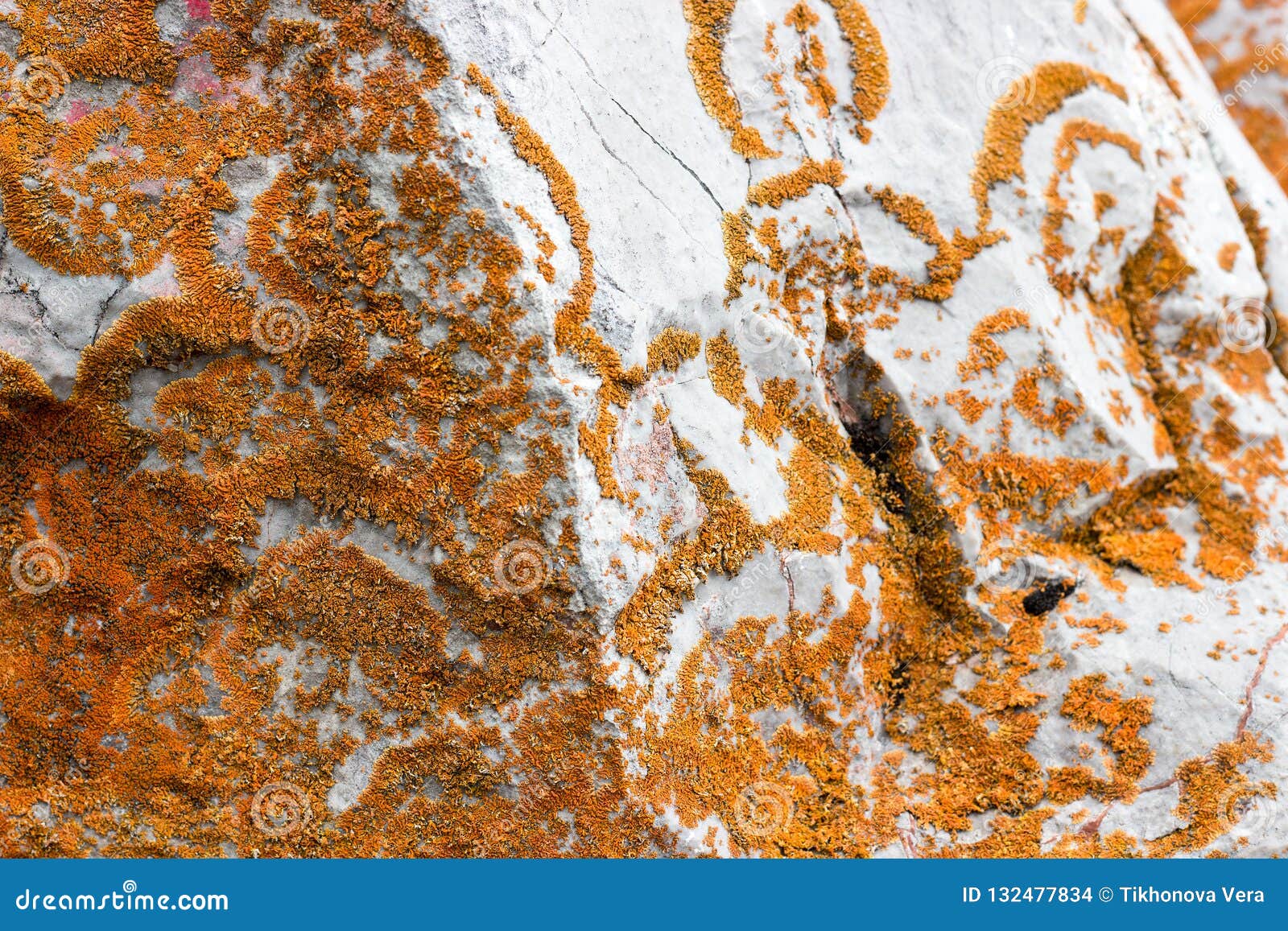 Red lichen on a gray rock stock photo. Image of closeup - 132477834