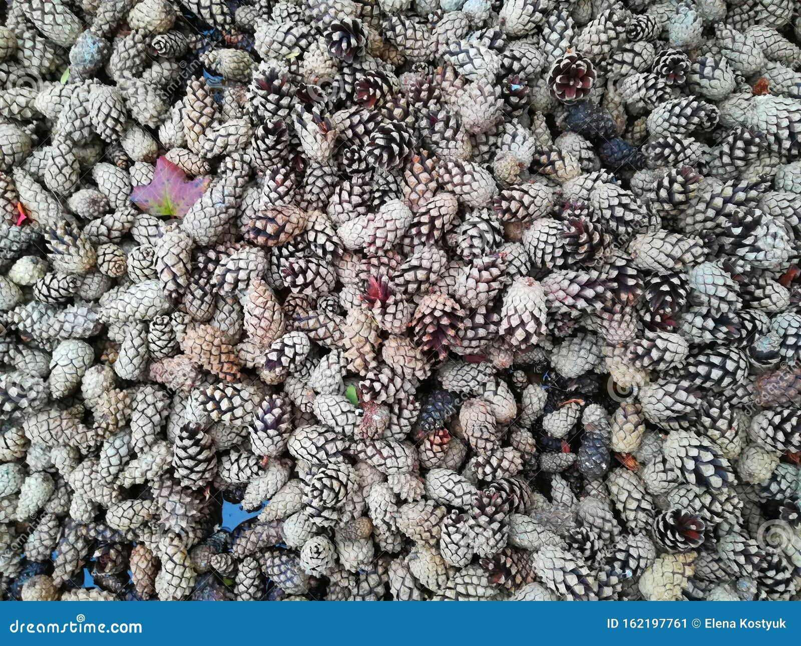 Background of Natural Pine Cones Top View for Decor and Landscape ...