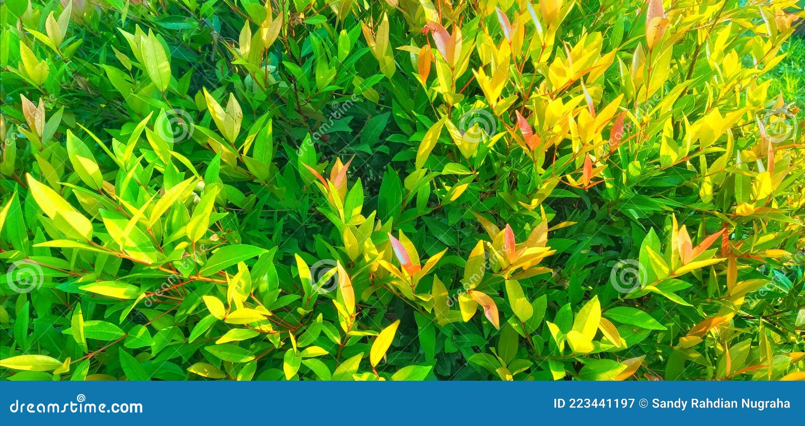 Background Natural of the Plants with Warm Lights Stock Image - Image ...