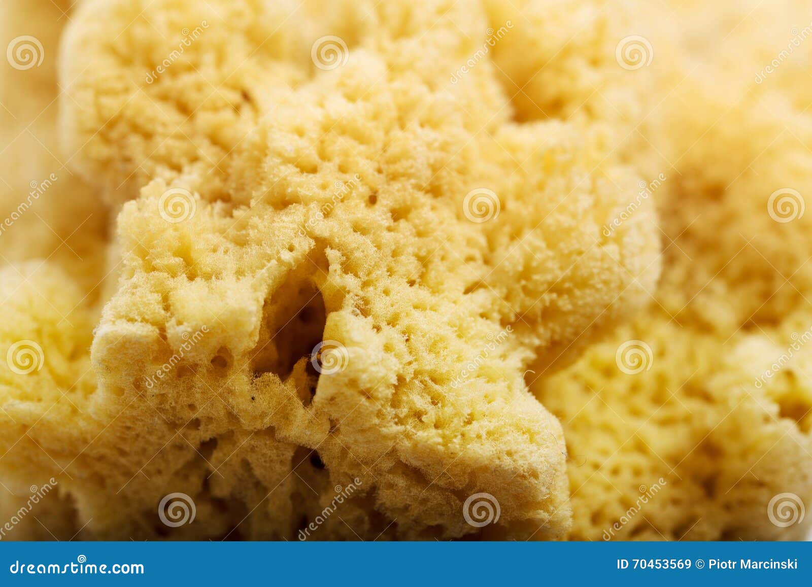 Background of Natural Sea Sponge Stock Image - Image of ocean, beauty ...