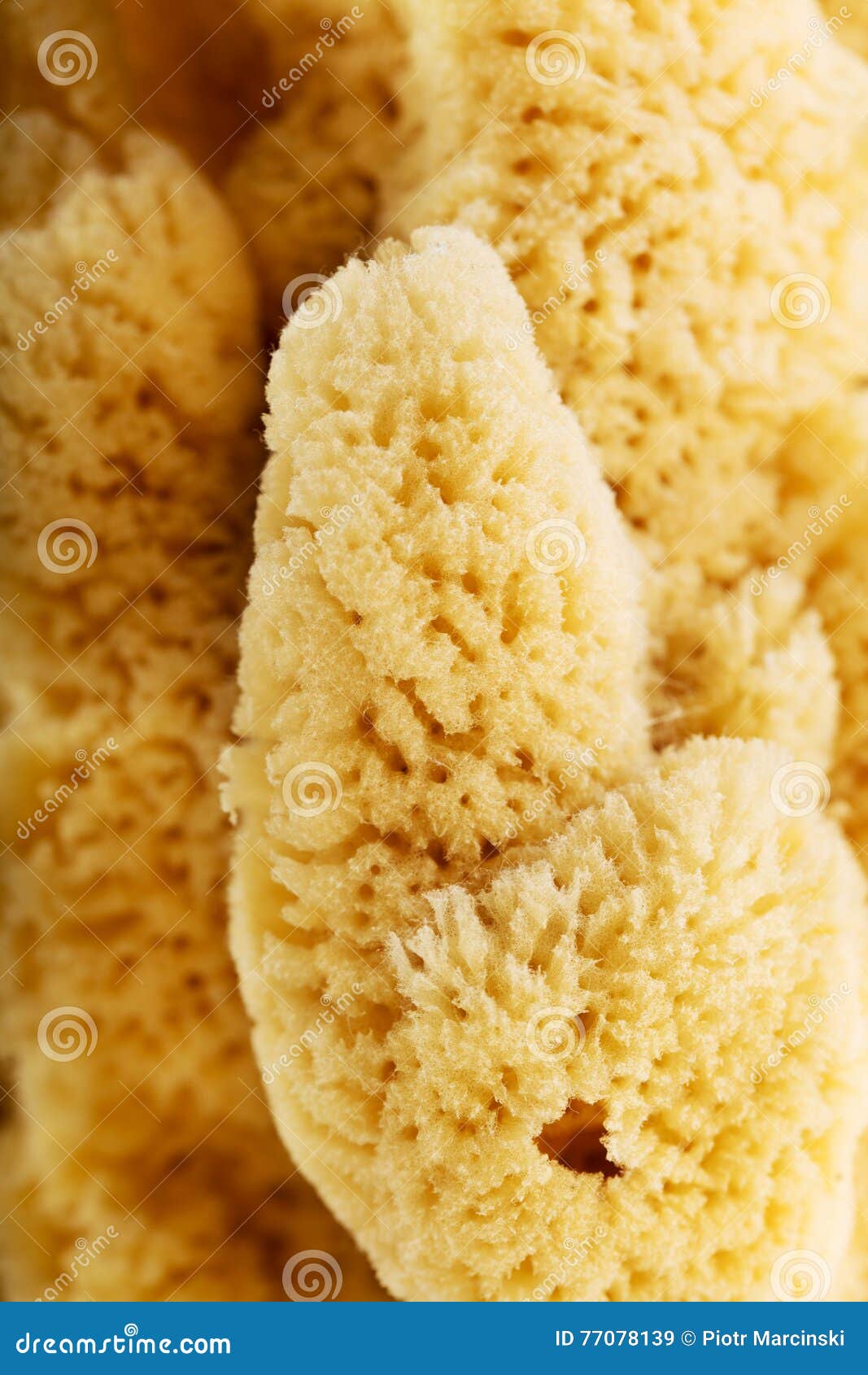 Background of Natural Sea Sponge Stock Image - Image of color, ocean ...