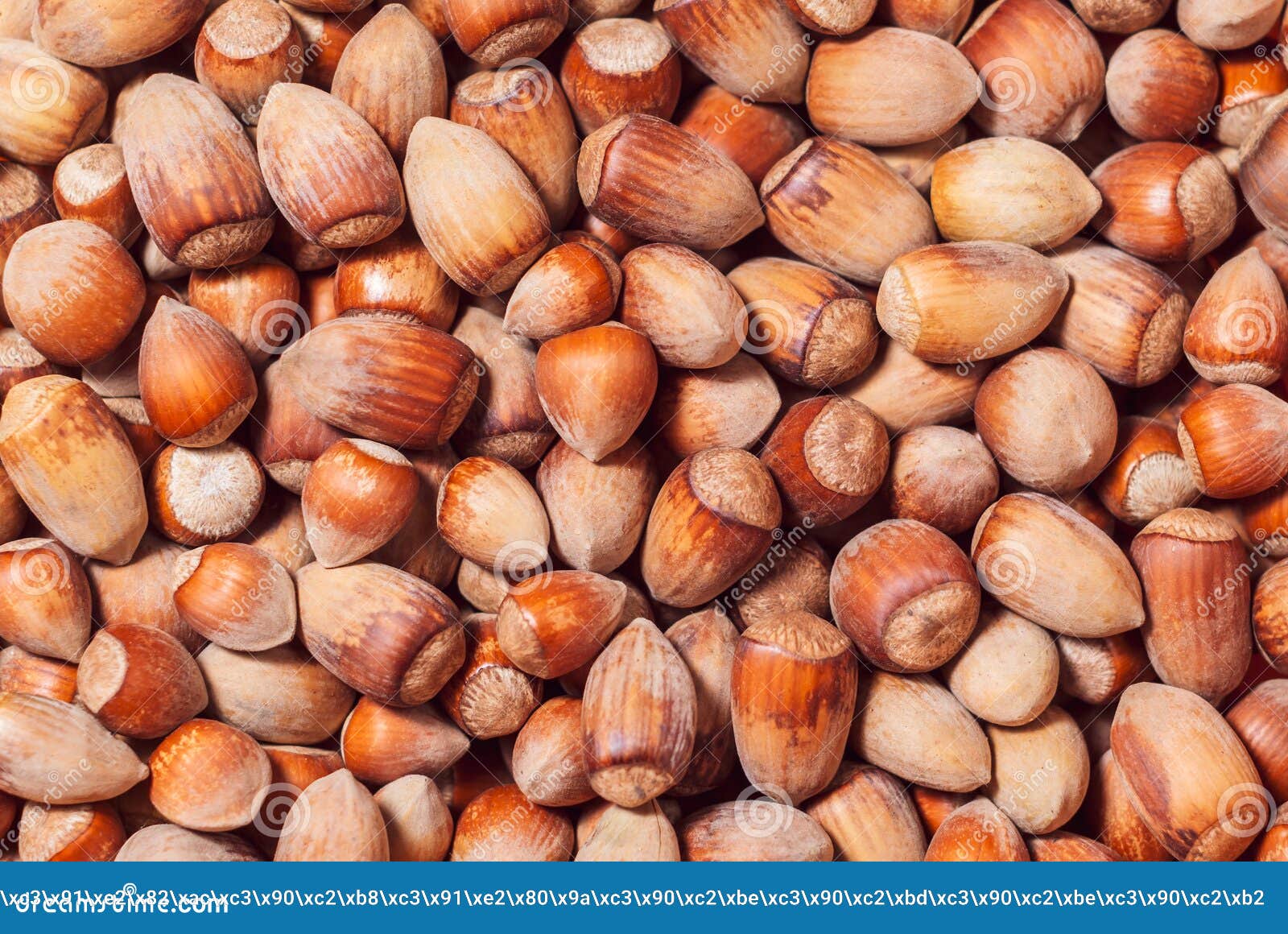 Background - Wild Hazelnuts of Different Sizes Stock Photo - Image of ...