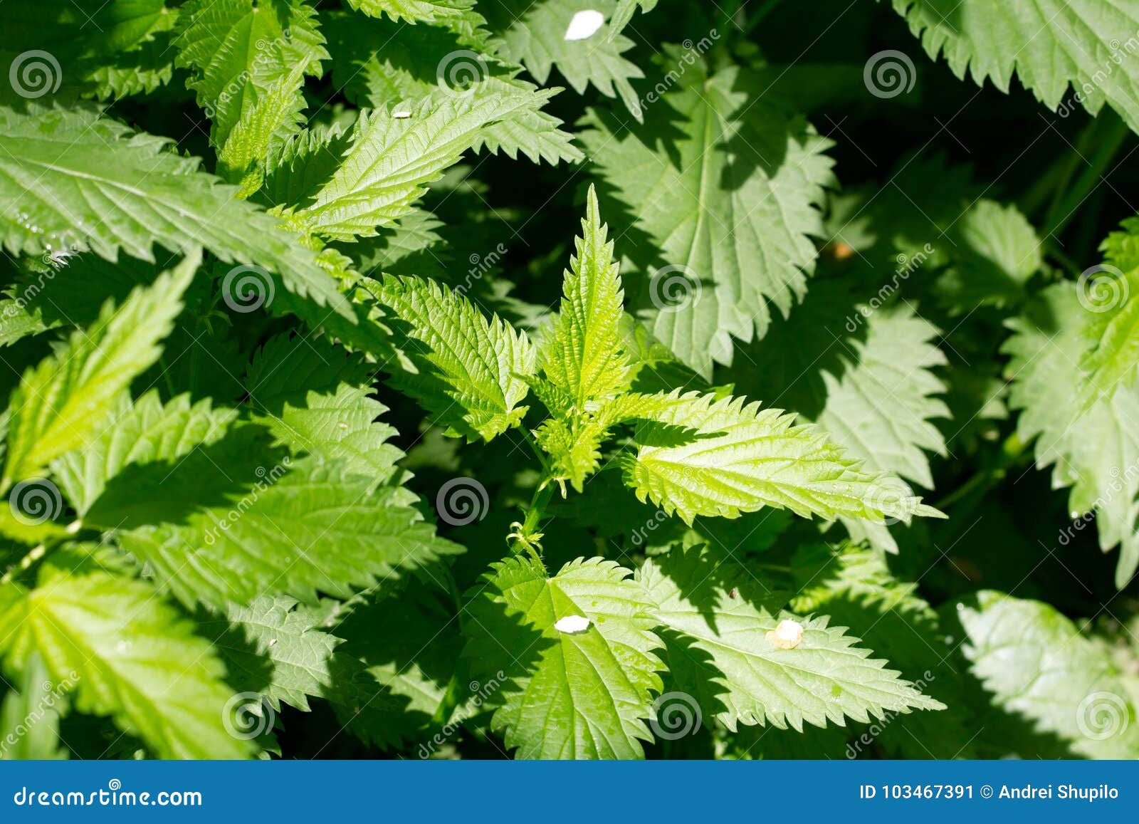 Background on the Nature of the Nettle Stock Image - Image of fresh ...
