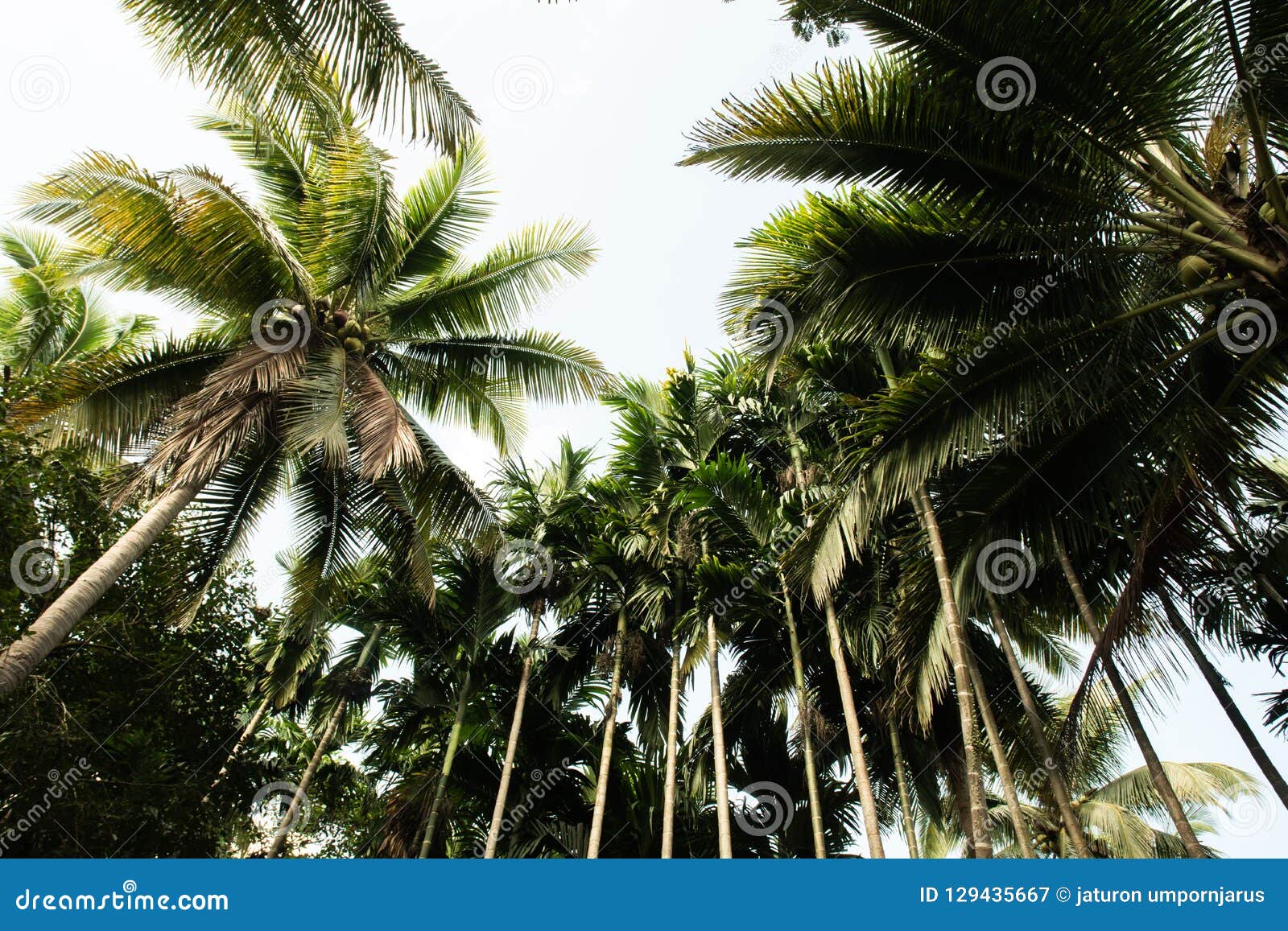 Background, Nature, Tree, Coconut Tree Texture for Background Stock ...