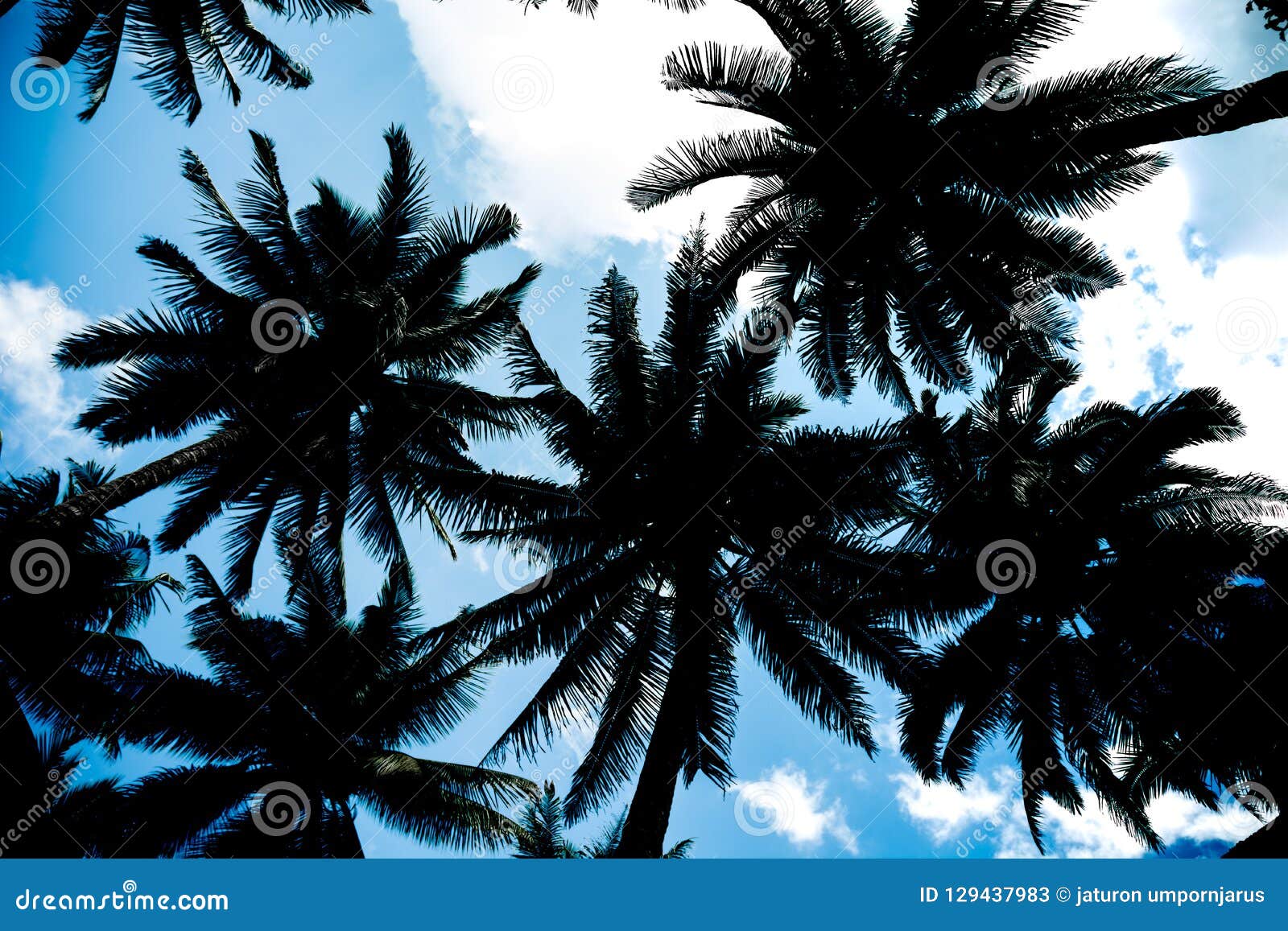 Background, Nature, Tree, Silhouette Coconut Tree Texture for Ba Stock ...