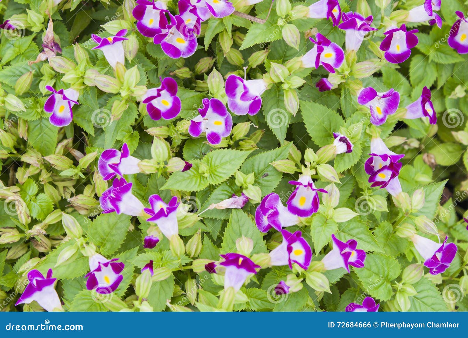 Background Nature Violet Flowers in Garden Stock Photo - Image of ...