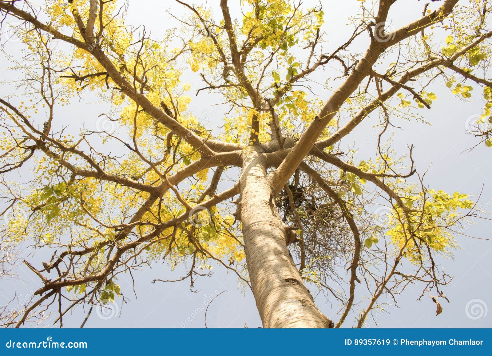 Mellow Tree Royalty-Free Stock Image | CartoonDealer.com #86266162