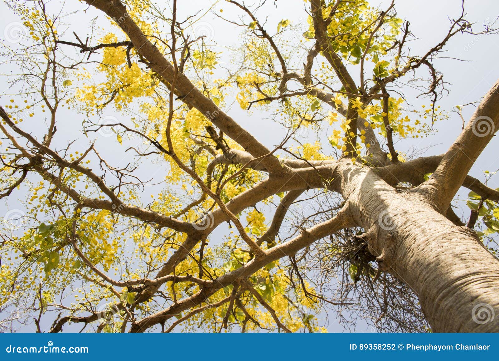 Mellow Tree Royalty-Free Stock Image | CartoonDealer.com #86266162