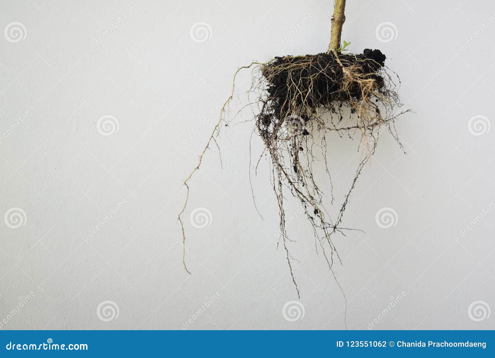 The Background of the Nearby Tree Roots that are Attached To the Soil ...