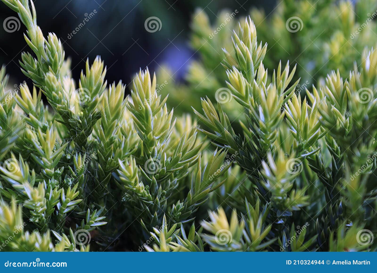 Background of New Growth Needles on a Juniper Shrub Stock Photo - Image ...