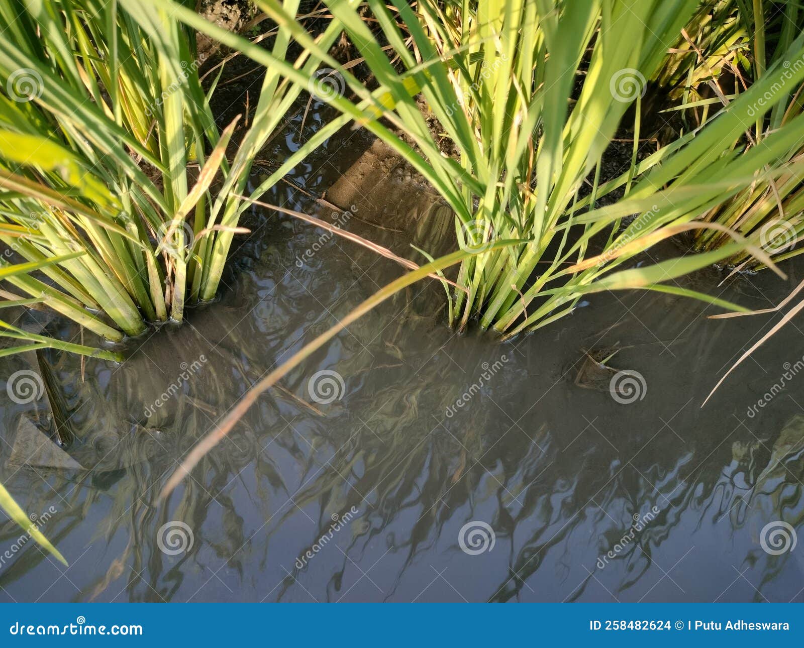 Newly Planted Rice Seeds in the Fields Stock Photo - Image of outdoor ...