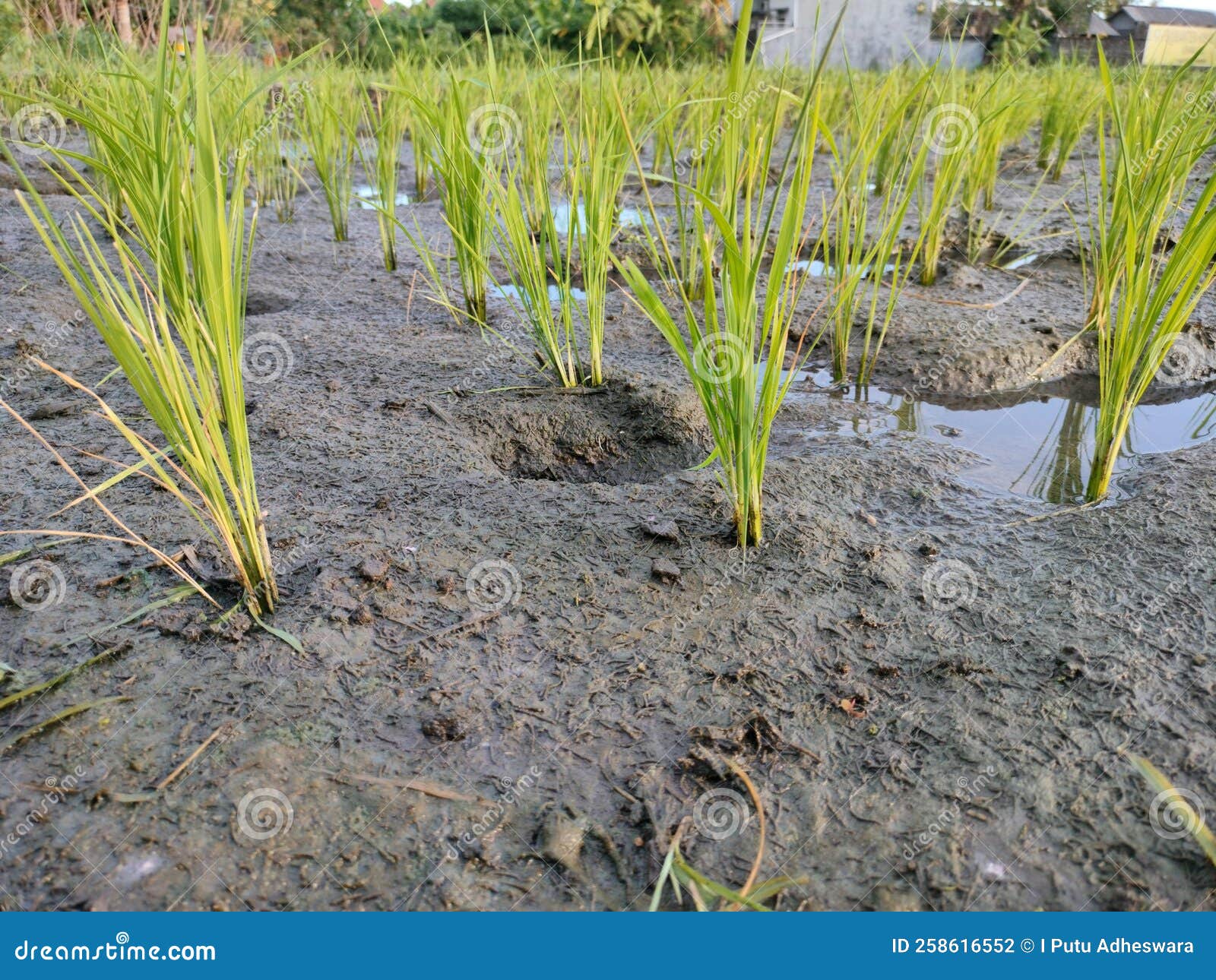 Newly Planted Rice Seeds in the Fields Stock Photo - Image of leaf ...