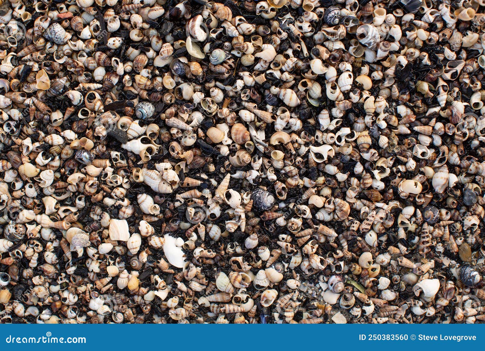 Background of Numerous Seashells Sitting on the Sand at Low Tide Stock ...
