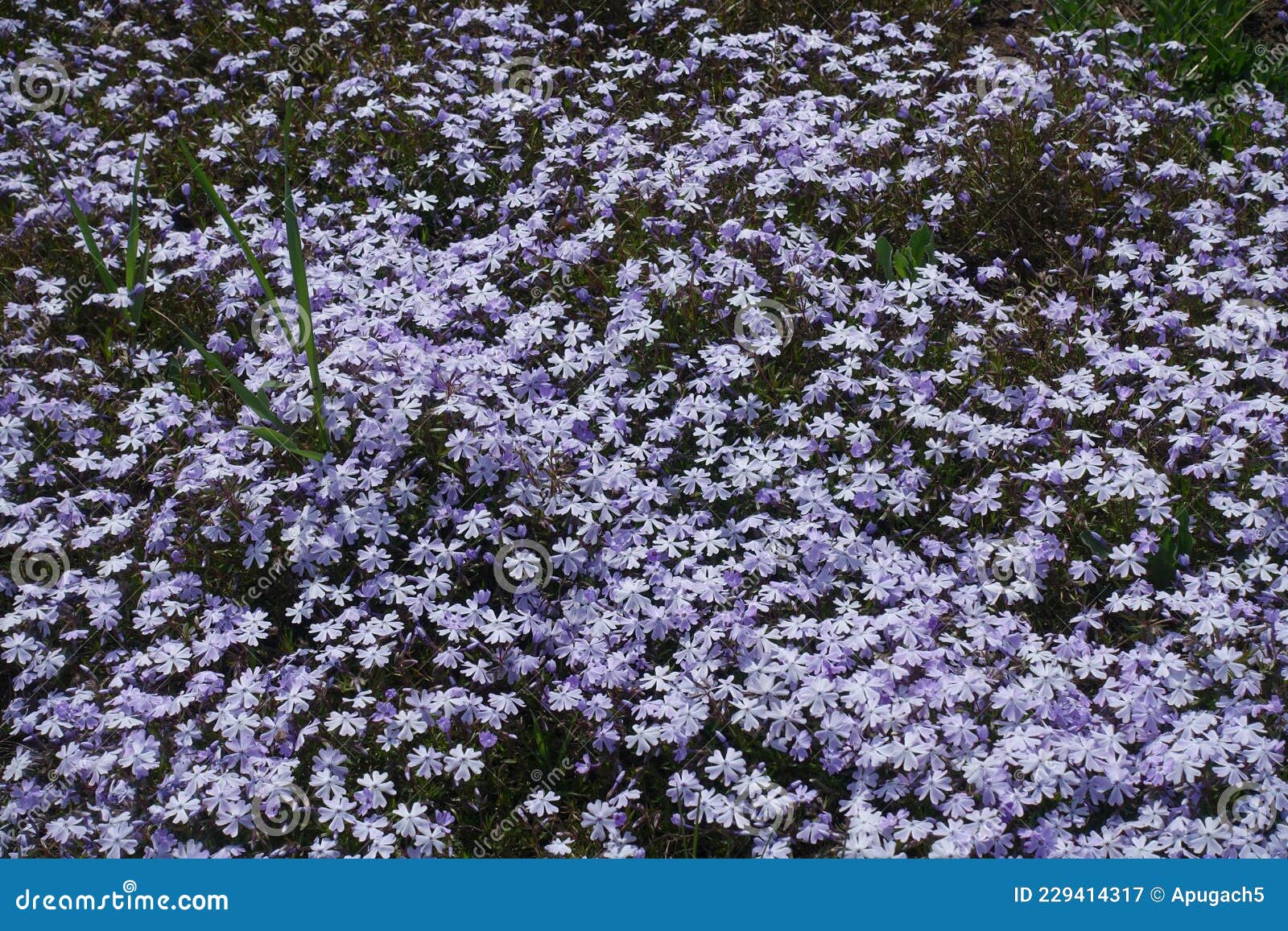 Background - Numerous Violate Flowers of Phlox Subulata Stock Image ...